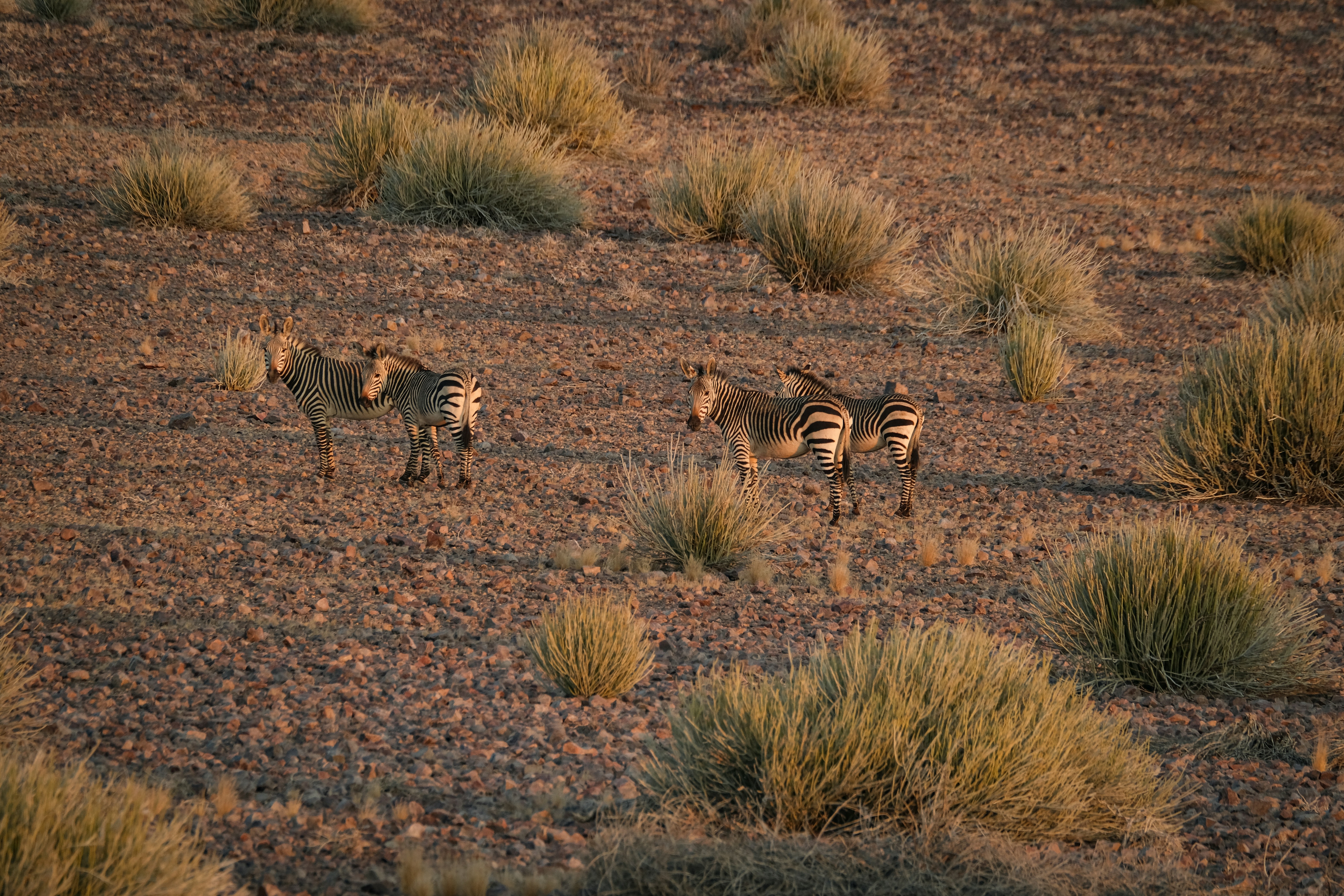 Arid Graze: Zebra Herd Meanders Through Desert Scrub at Dusk
