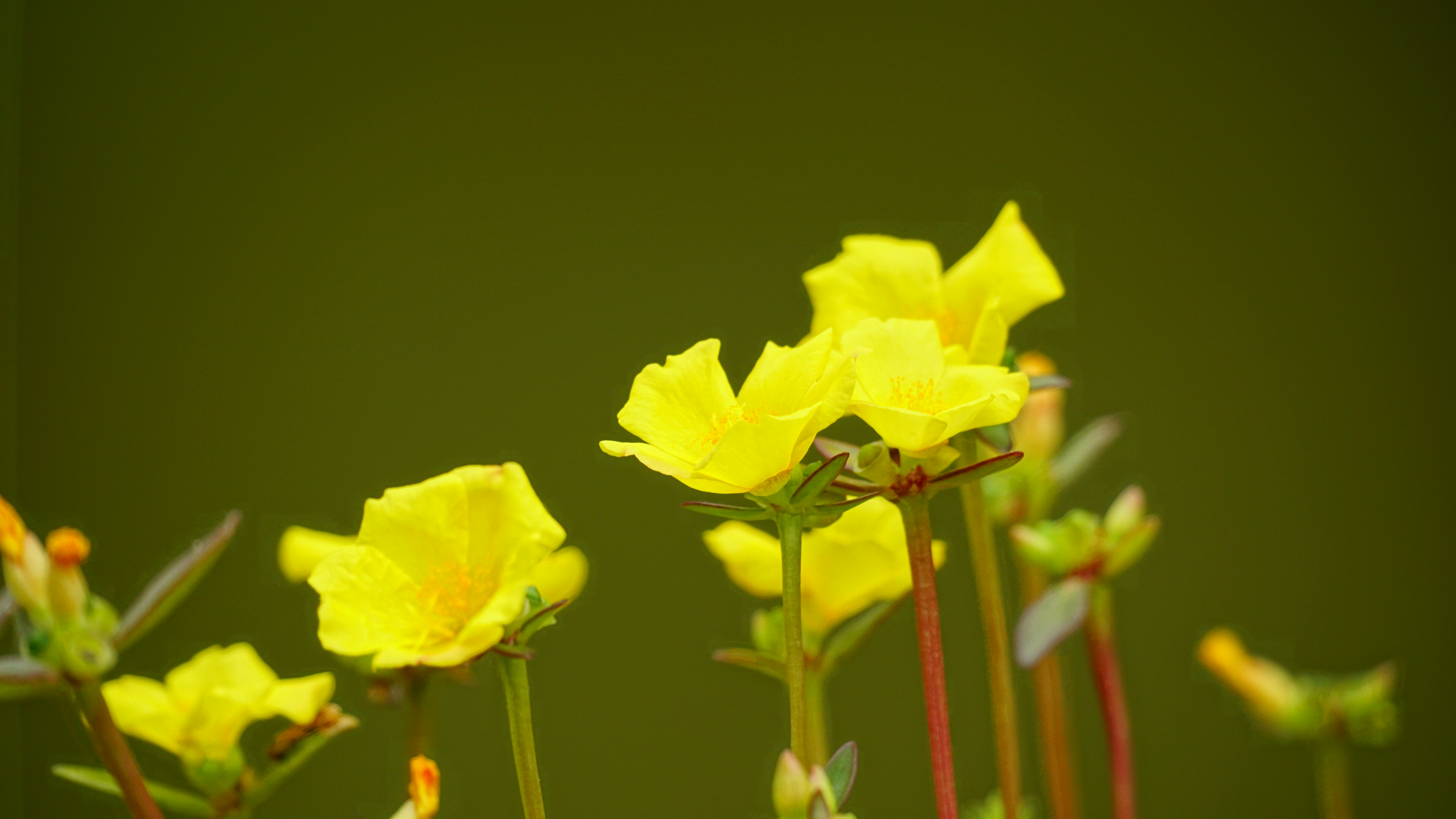 Sunlit Yellow Blooms in a Quiet Green Backdrop