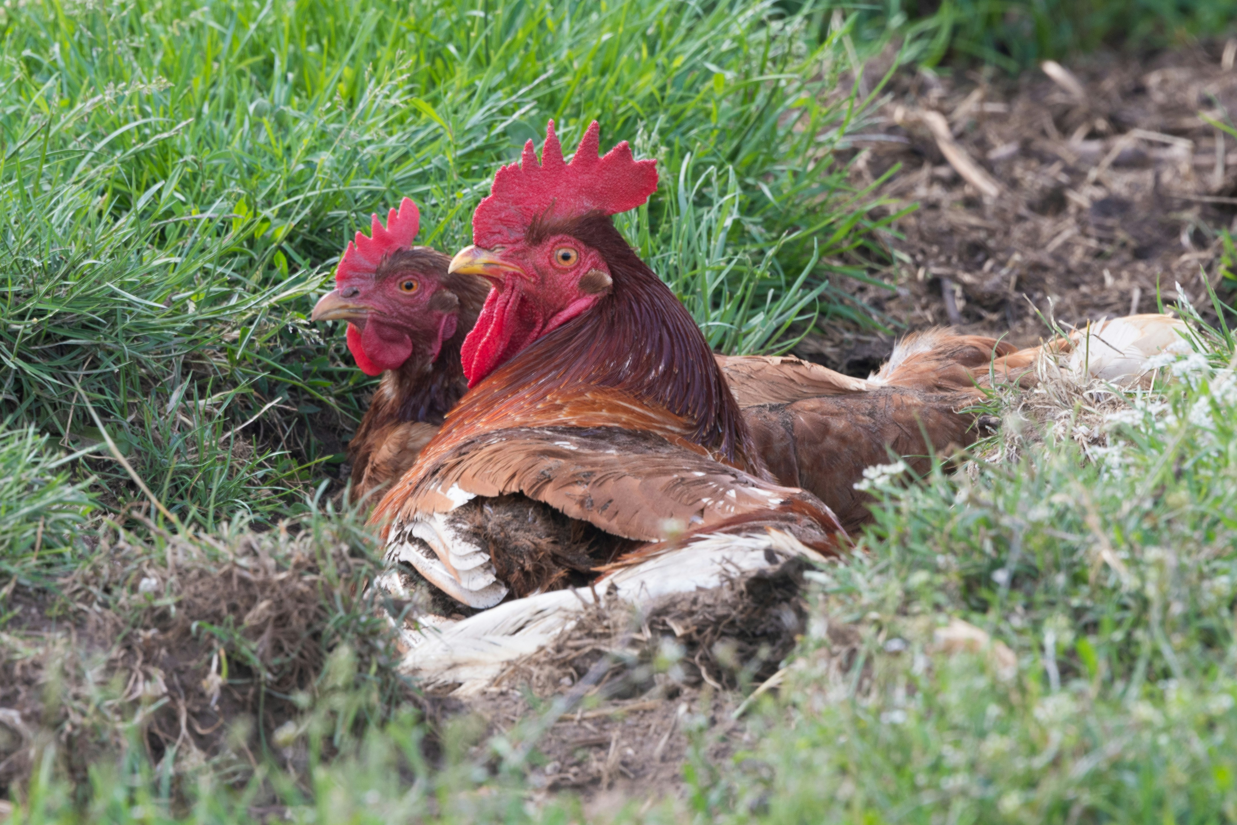 A rooster laying down in the grass photo – Free Võduvere Image on Unsplash
