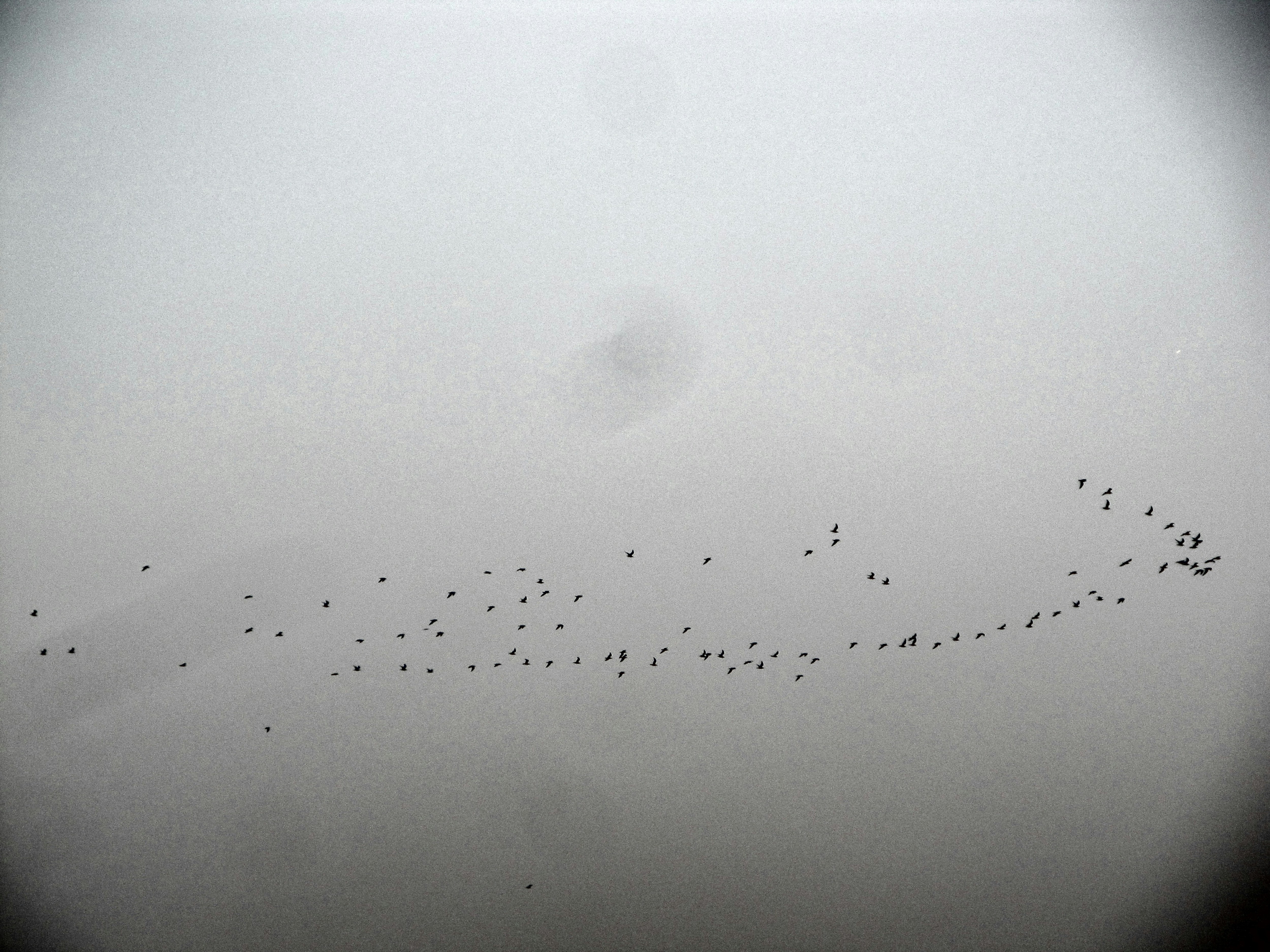 A grayscale photograph of a distant flock forming a loose V across a hazy sky.