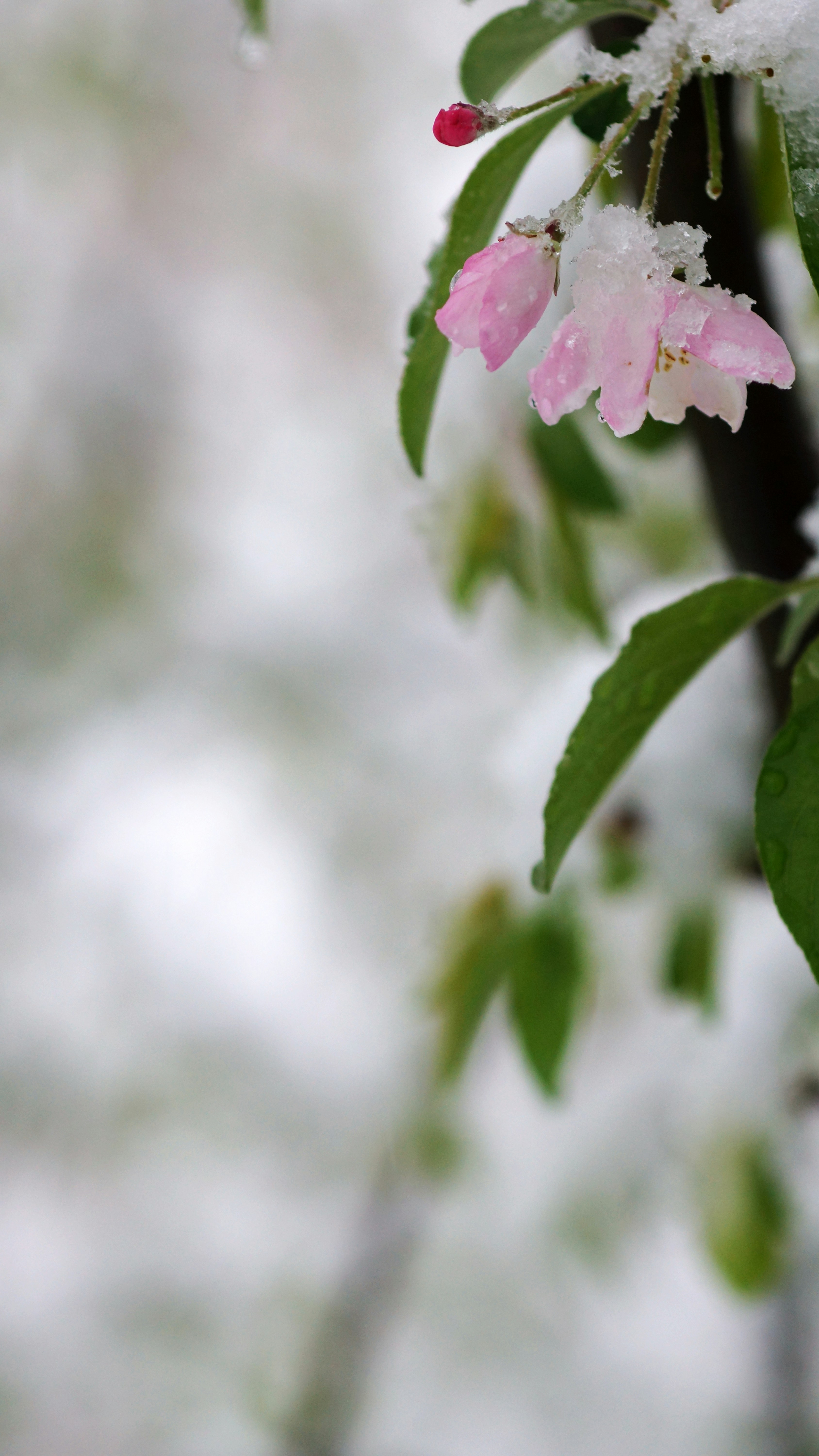 Frost-kissed Blossom: a Pink Petal in Quiet Winter Light