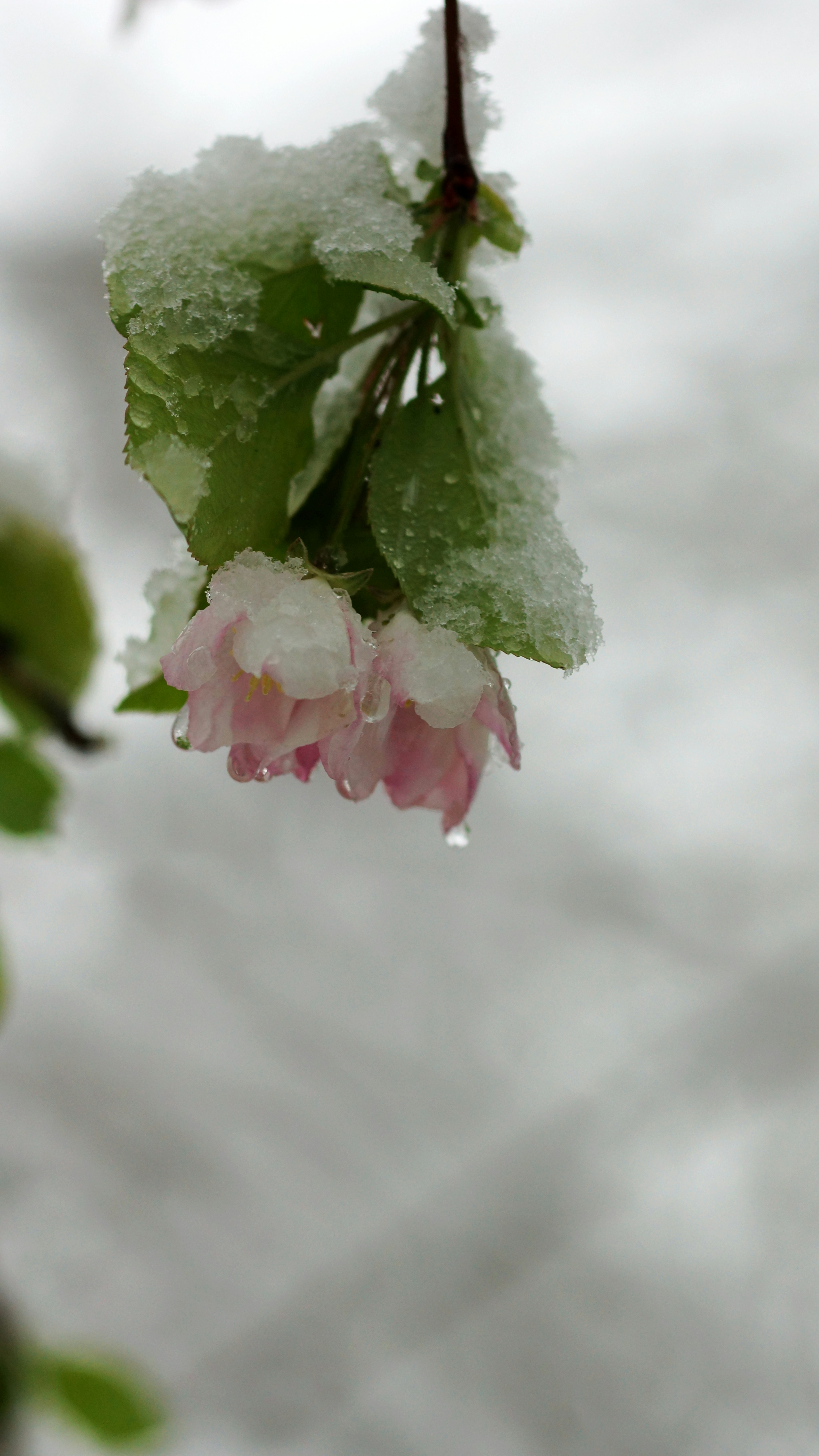 Frost-Kissed Pink: A Delicate Blossom Suspended in Winter