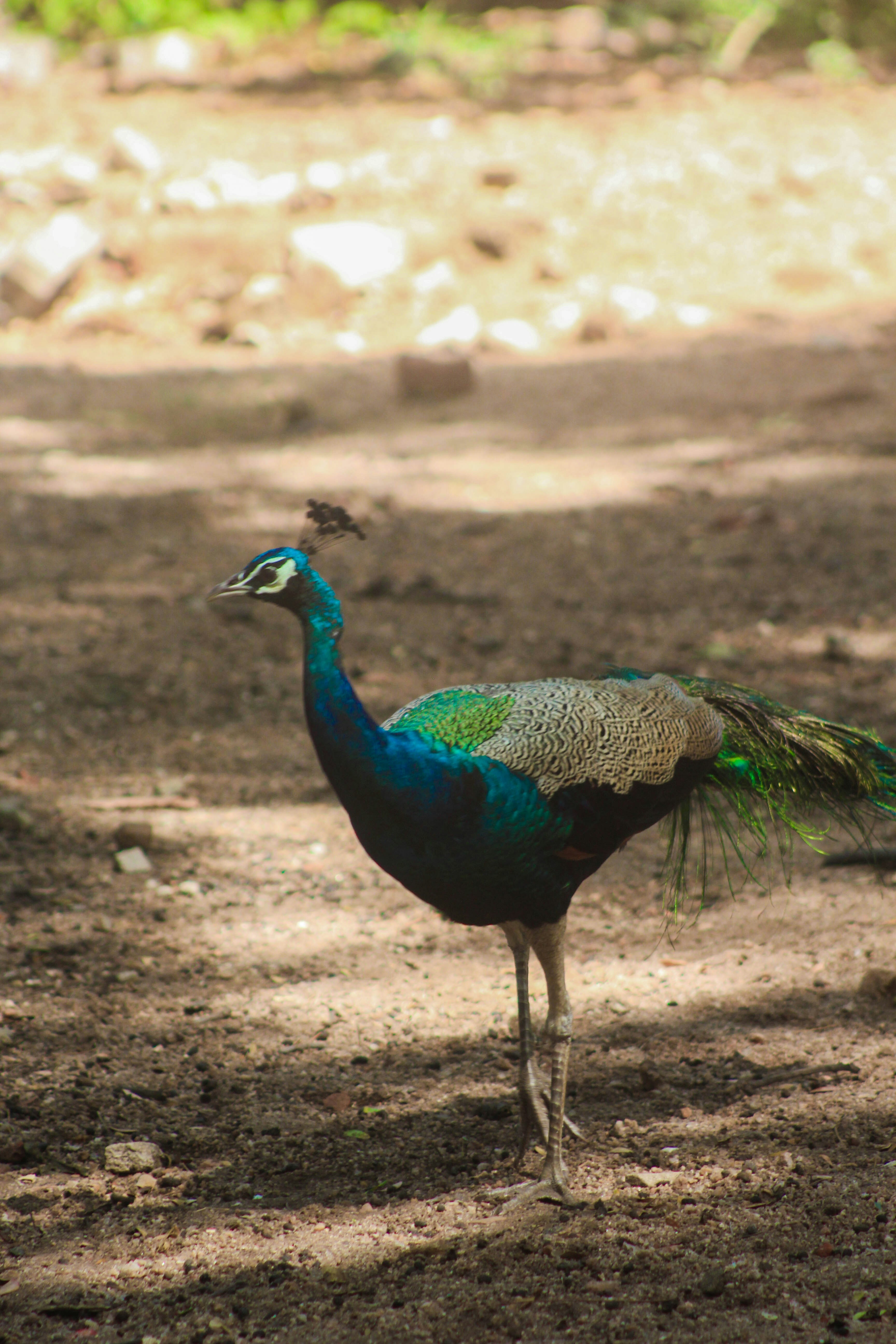 The image features a peacock standing gracefully on a dirt ground. The peacock, with its vibrant blue and green plumage, stands out against the earthy background. The sunlight filters through the surrounding foliage, creating a dappled light effect on the ground and the bird. The peacock's distinctive feathers are slightly fanned out, showcasing its iridescent colors.