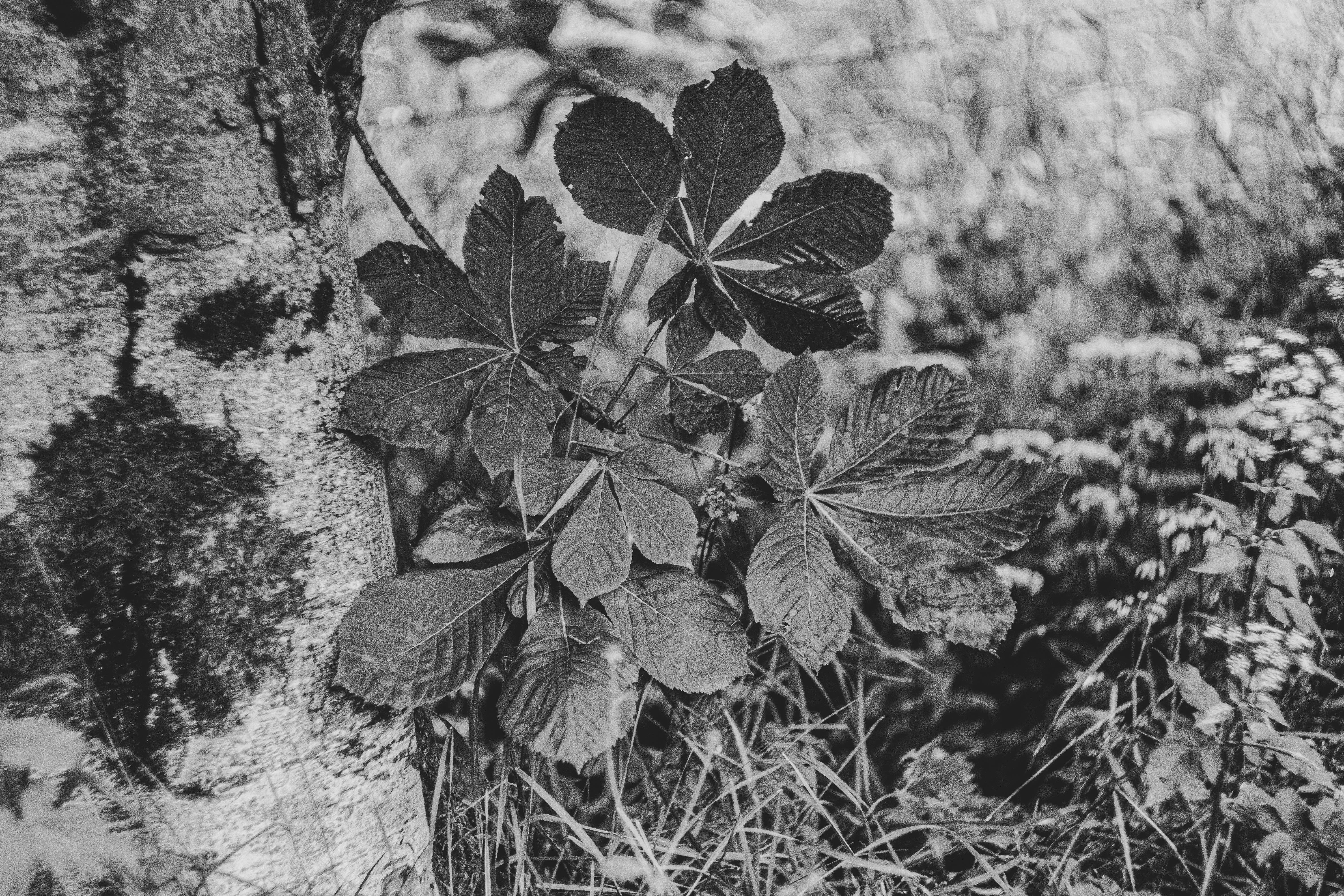 Fivefold Leaf Cluster Clinging to Weathered Bark in Monochrome