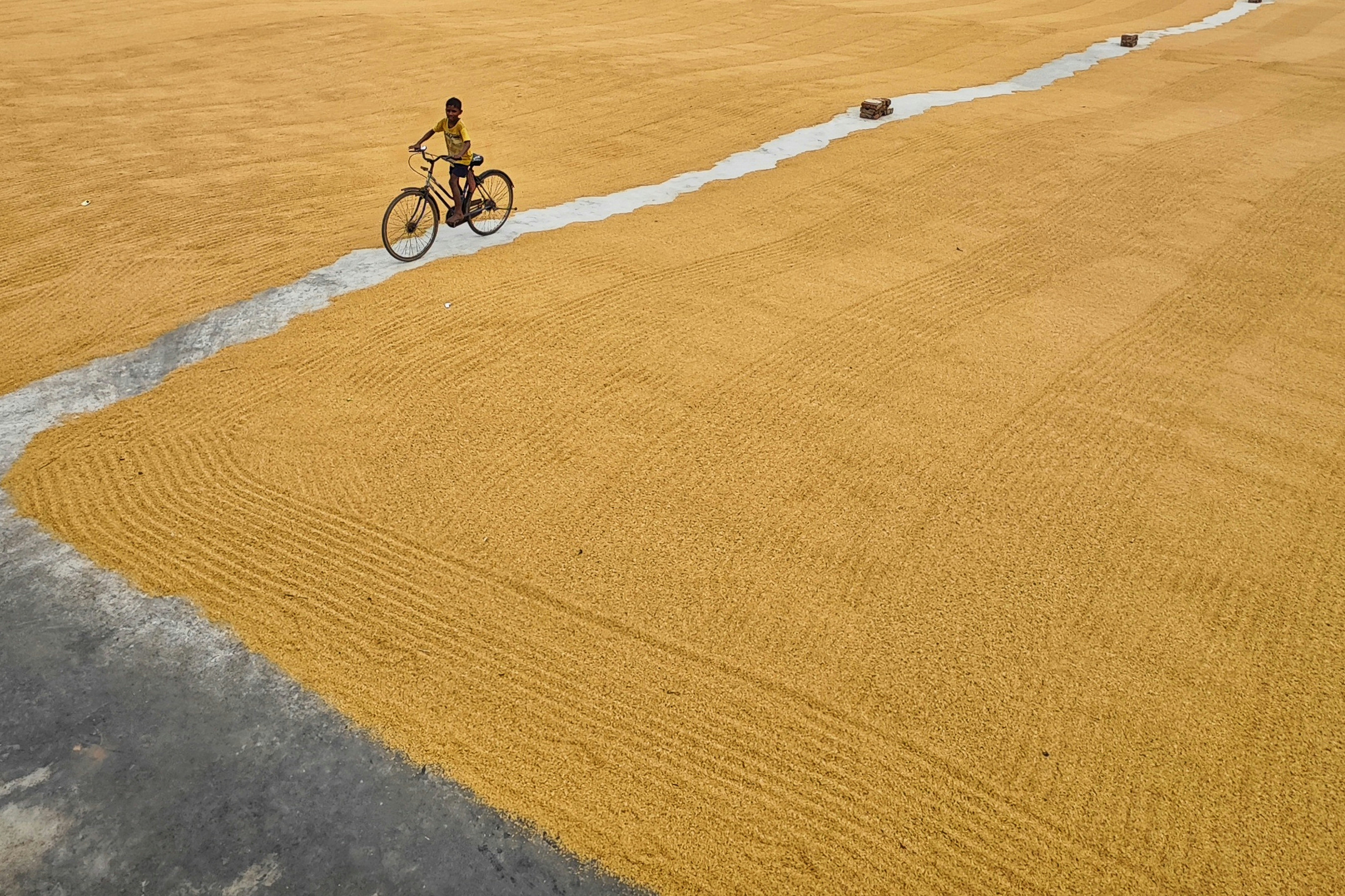Lone cyclist rides along a pale, winding path through a vast golden field.