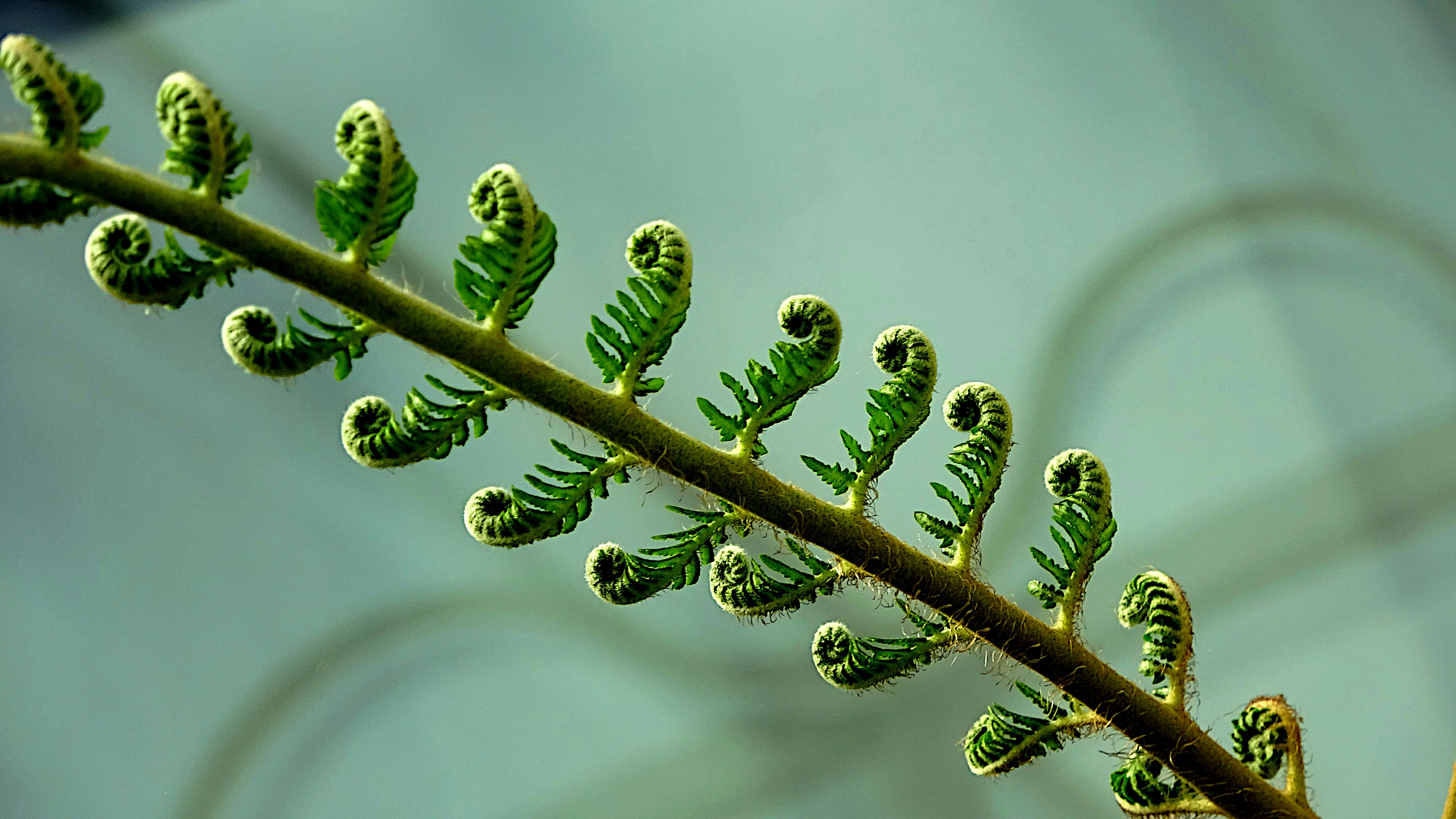 Nature's Spiral: The Unfolding Fern