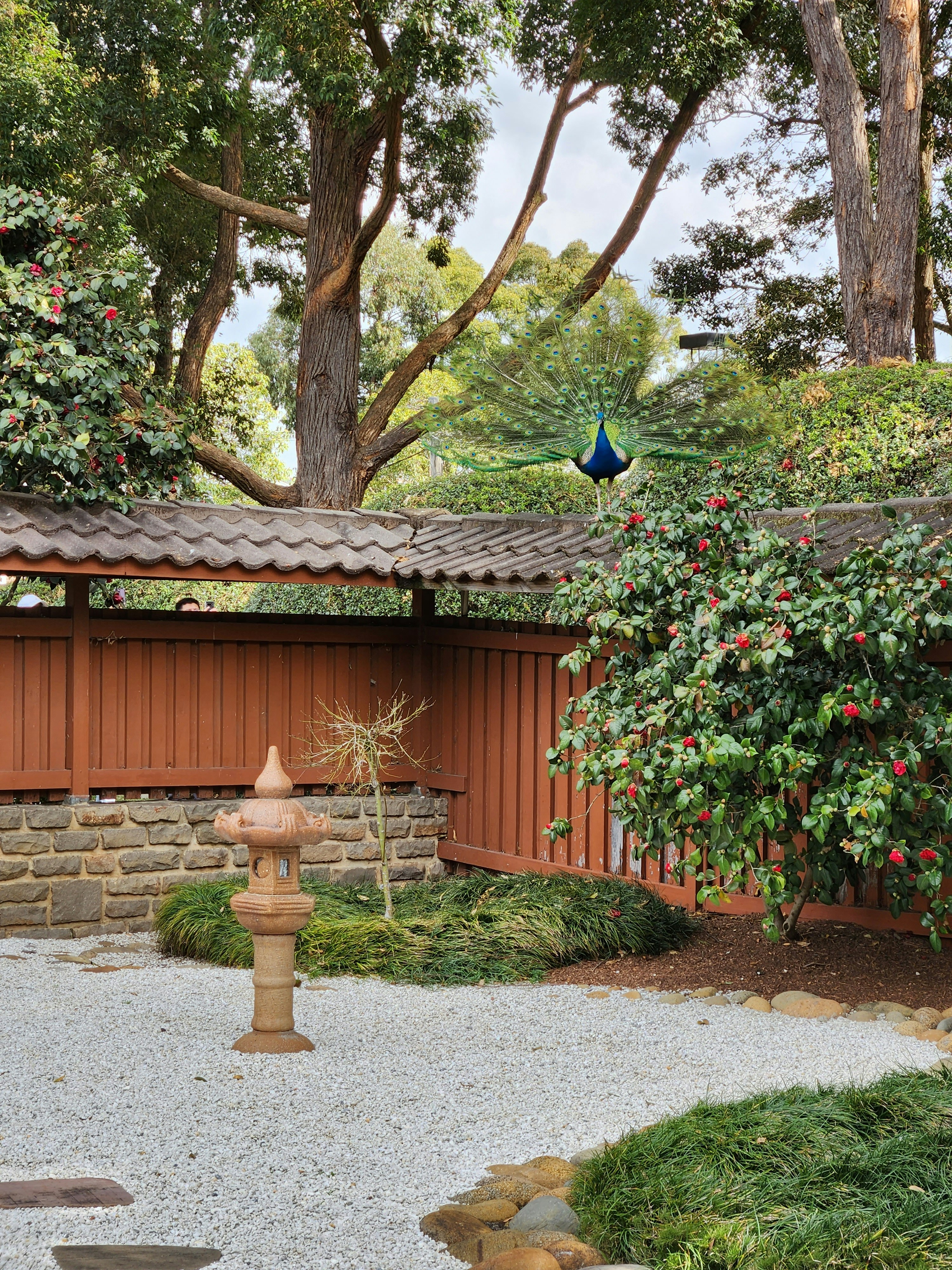 Peacock Unfurls Its Tail Over a Tranquil Zen Garden