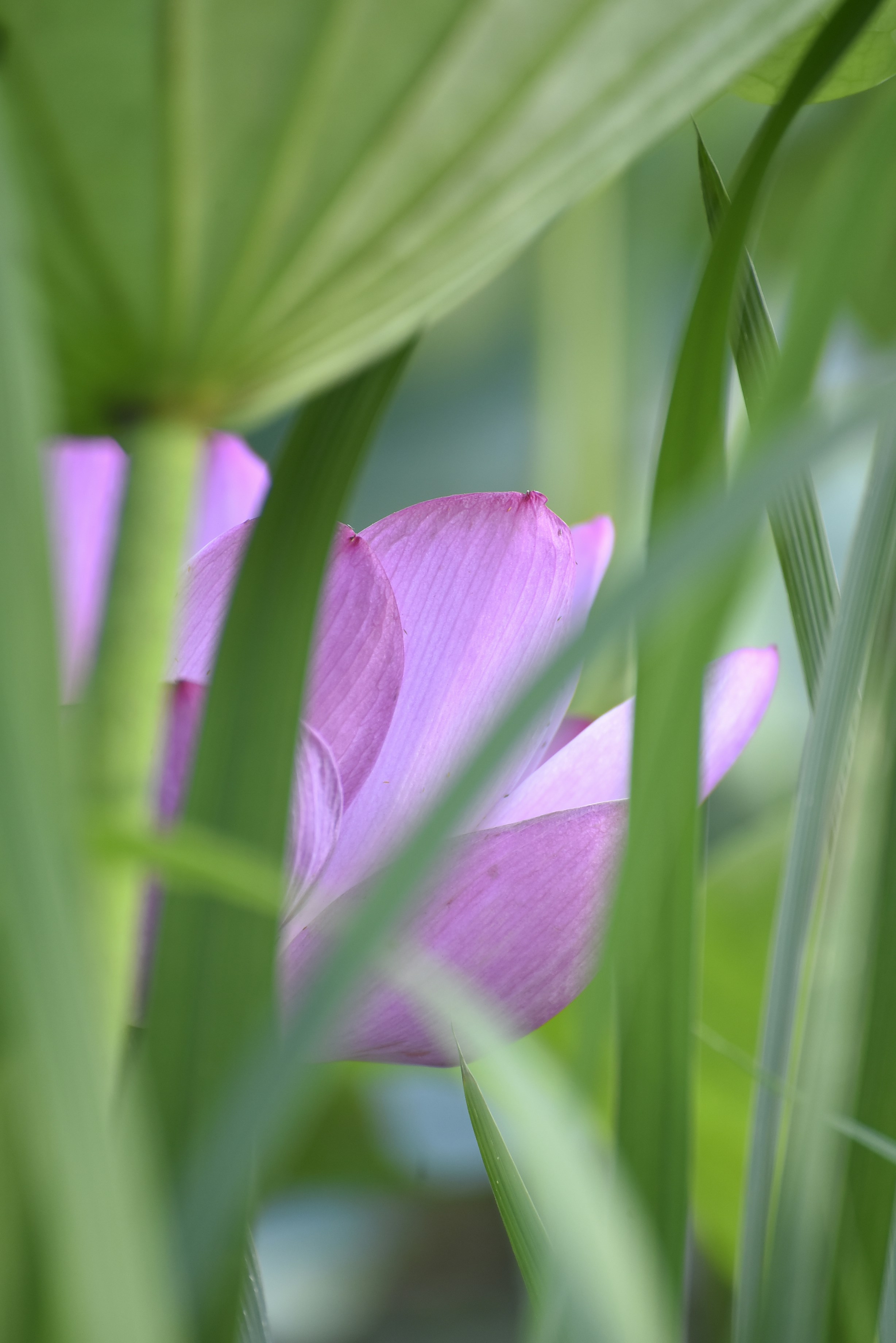 Hidden Orchid Amid Green Strands: A Gentle Close-Up