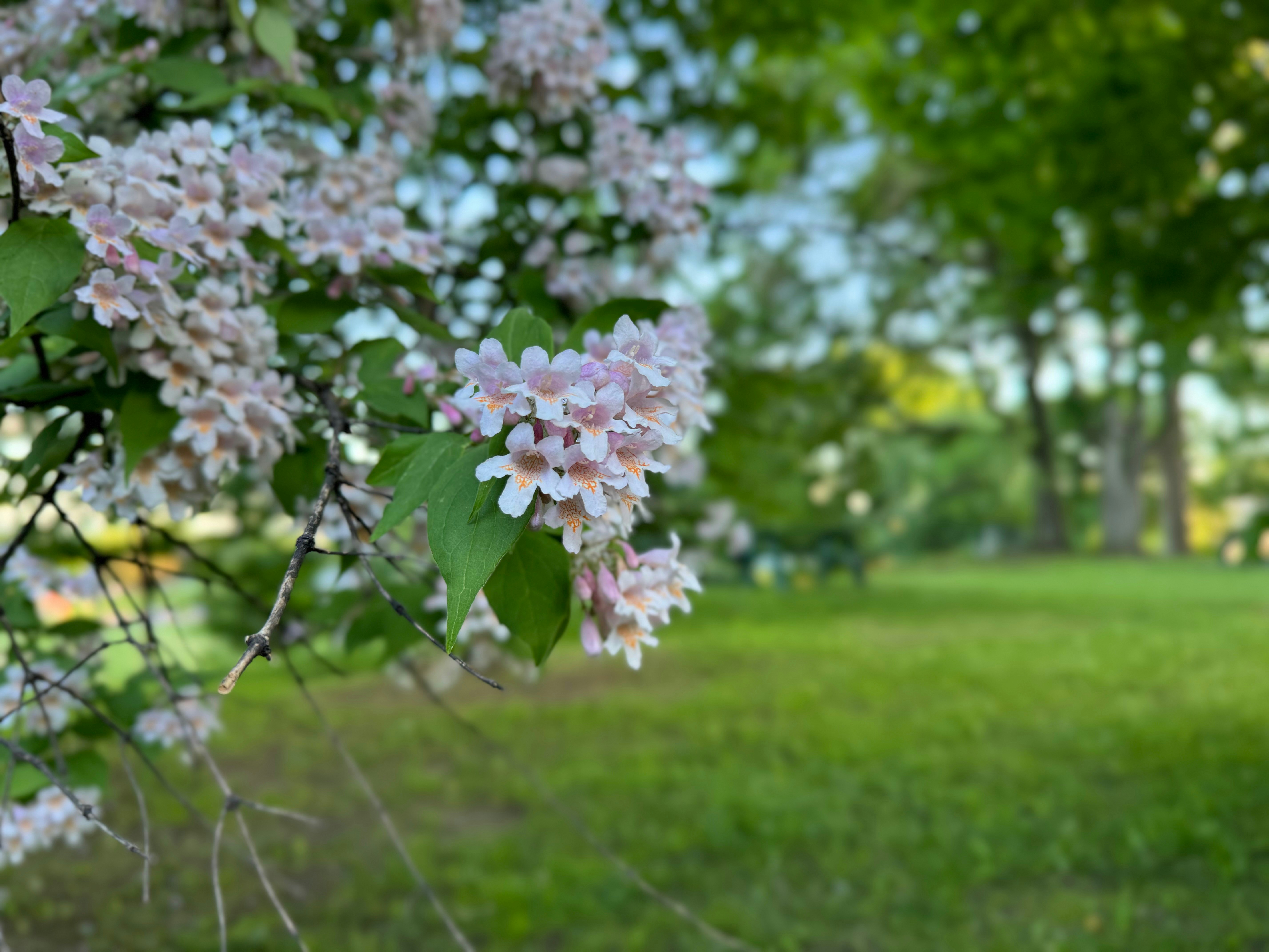 Pink Clusters at the Park's Framed Edge