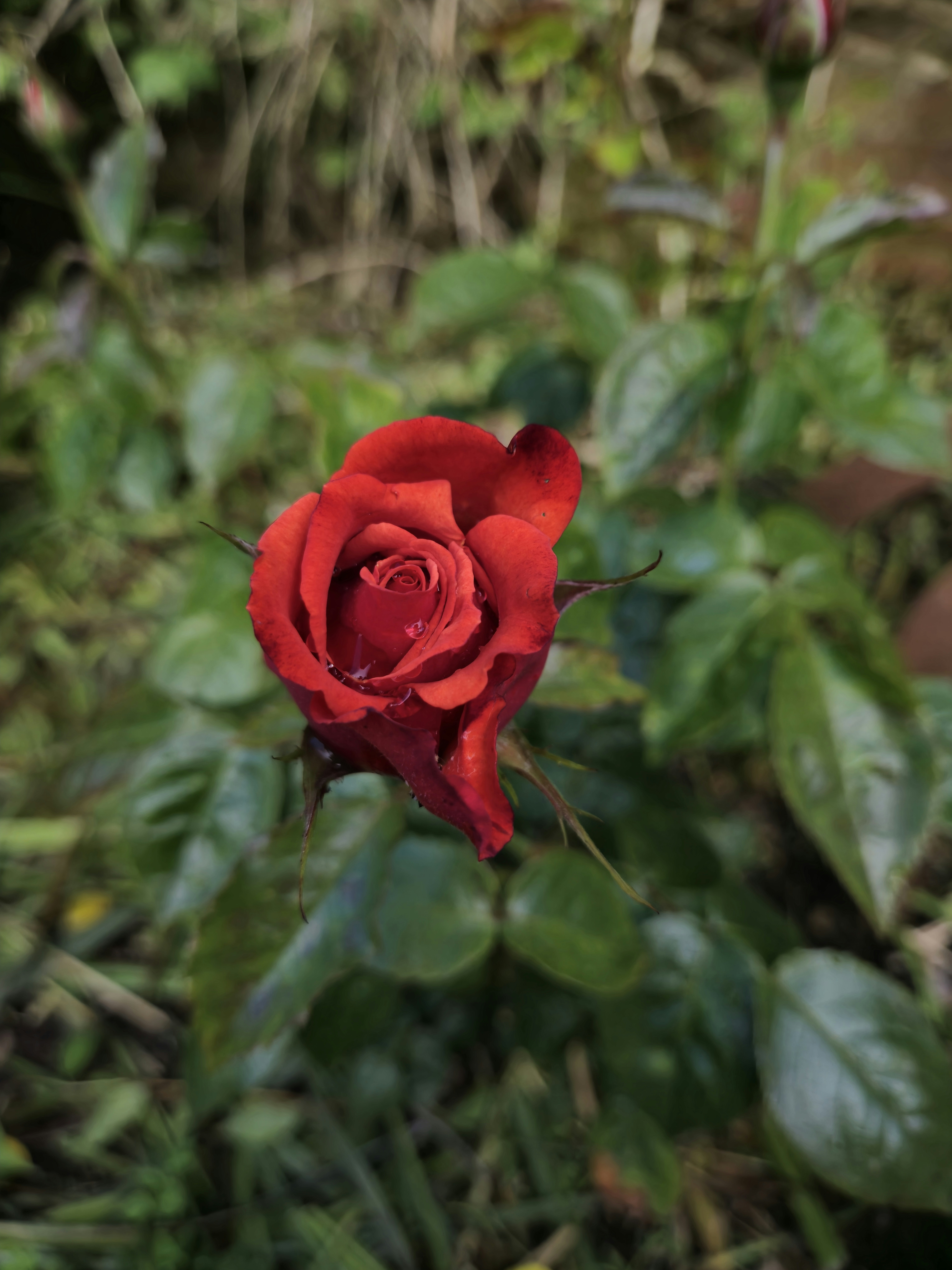 Close-up photograph of a red rose with glossy green leaves, shot with shallow depth of field to blur the background.