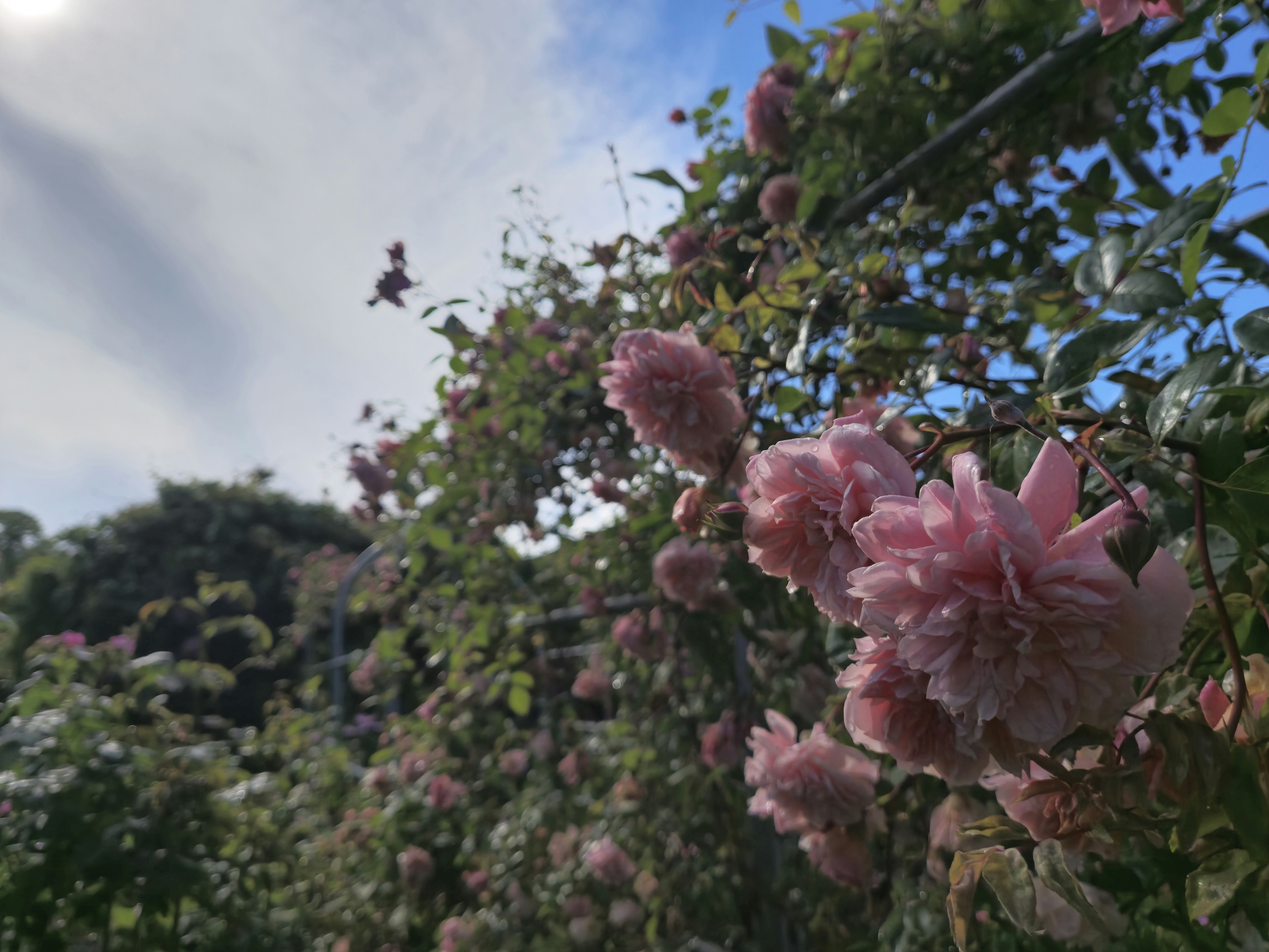 Soft Coral Blooms: A Cluster of Pink Roses Against a Sky-Splashed Arbor