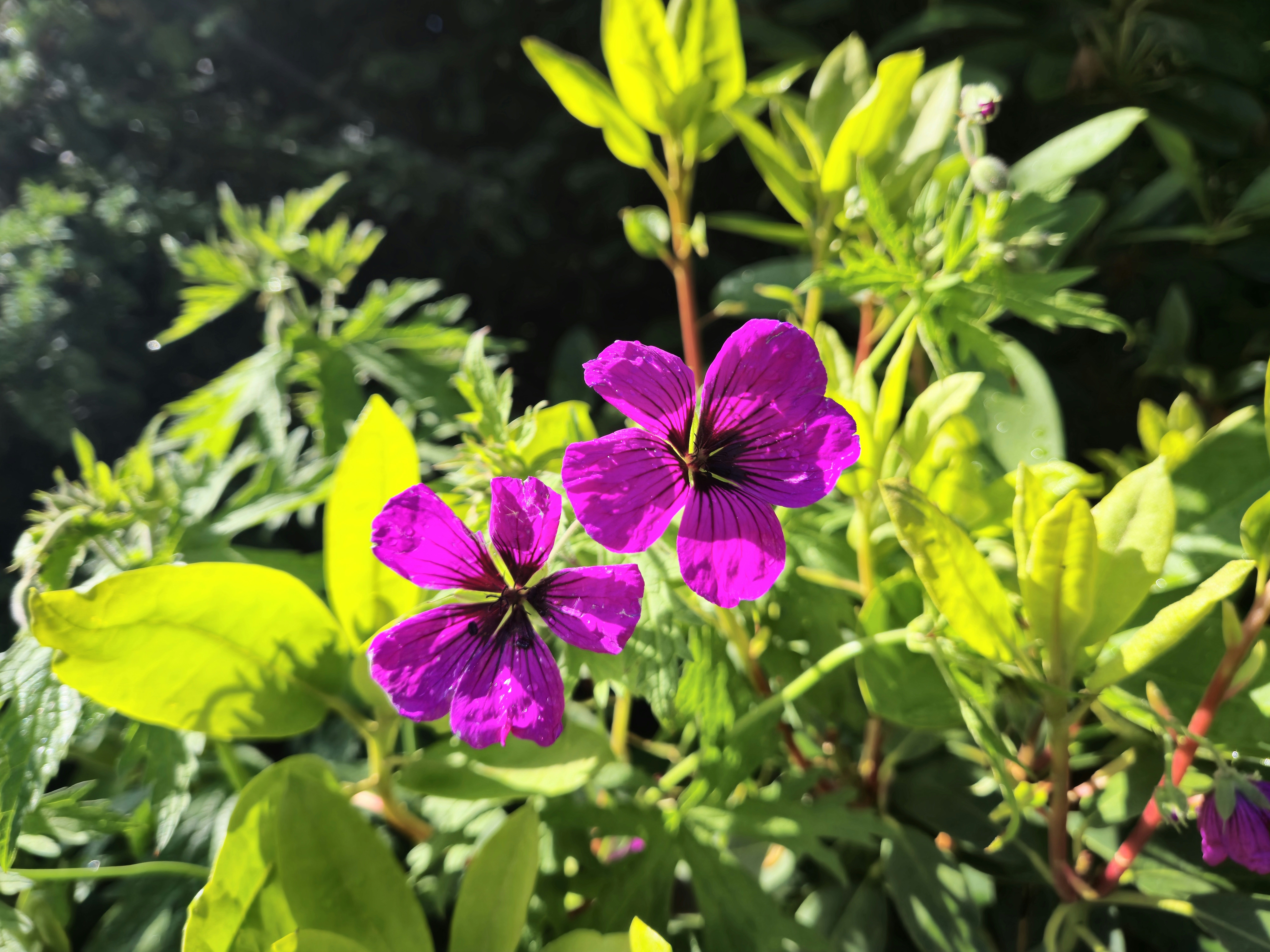 Center-Stage Magenta Petunias in a Sunlit Green Canopy