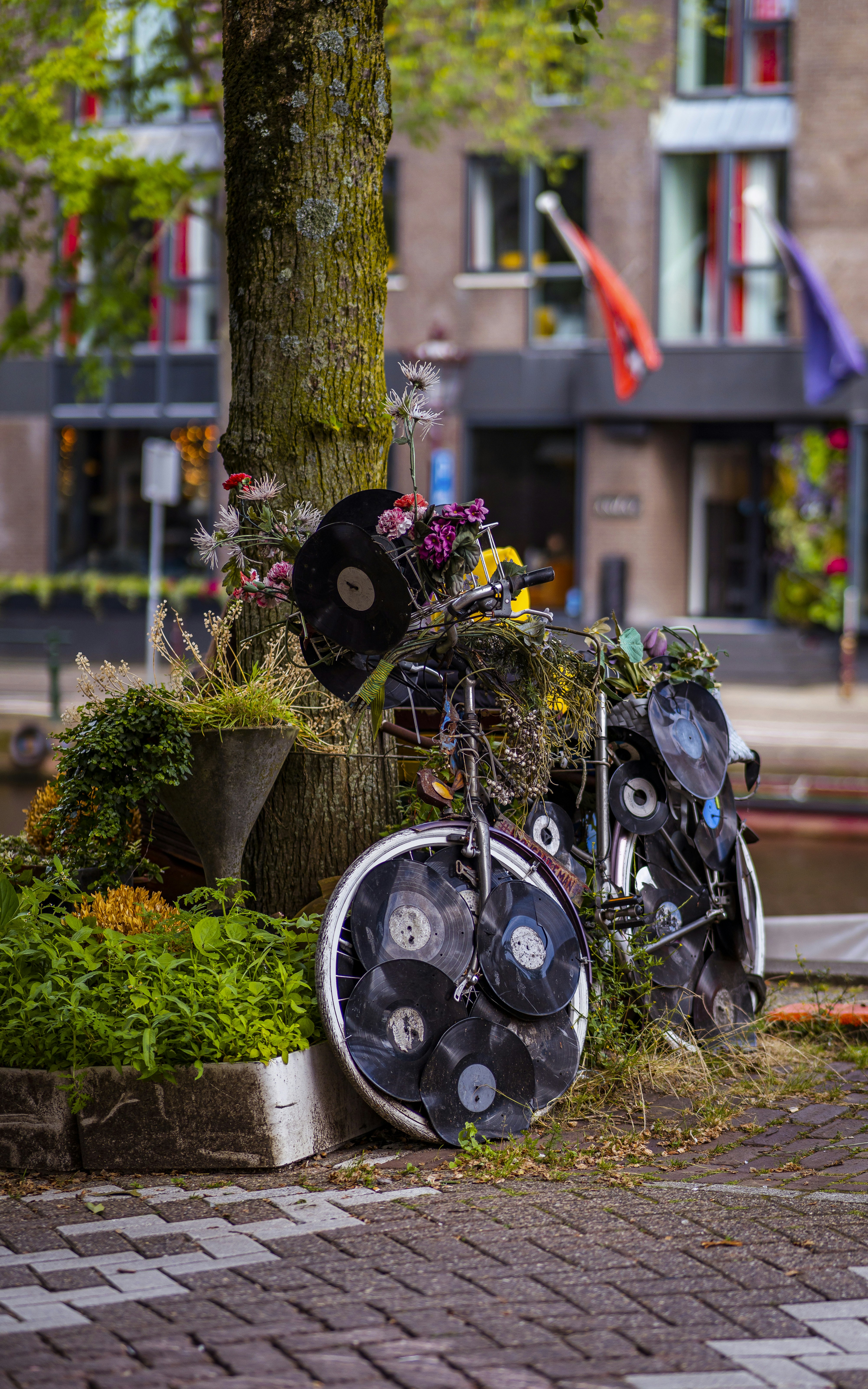 Vinyl in Bloom: A Cyclist’s Floral Meteors by the Urban Tree