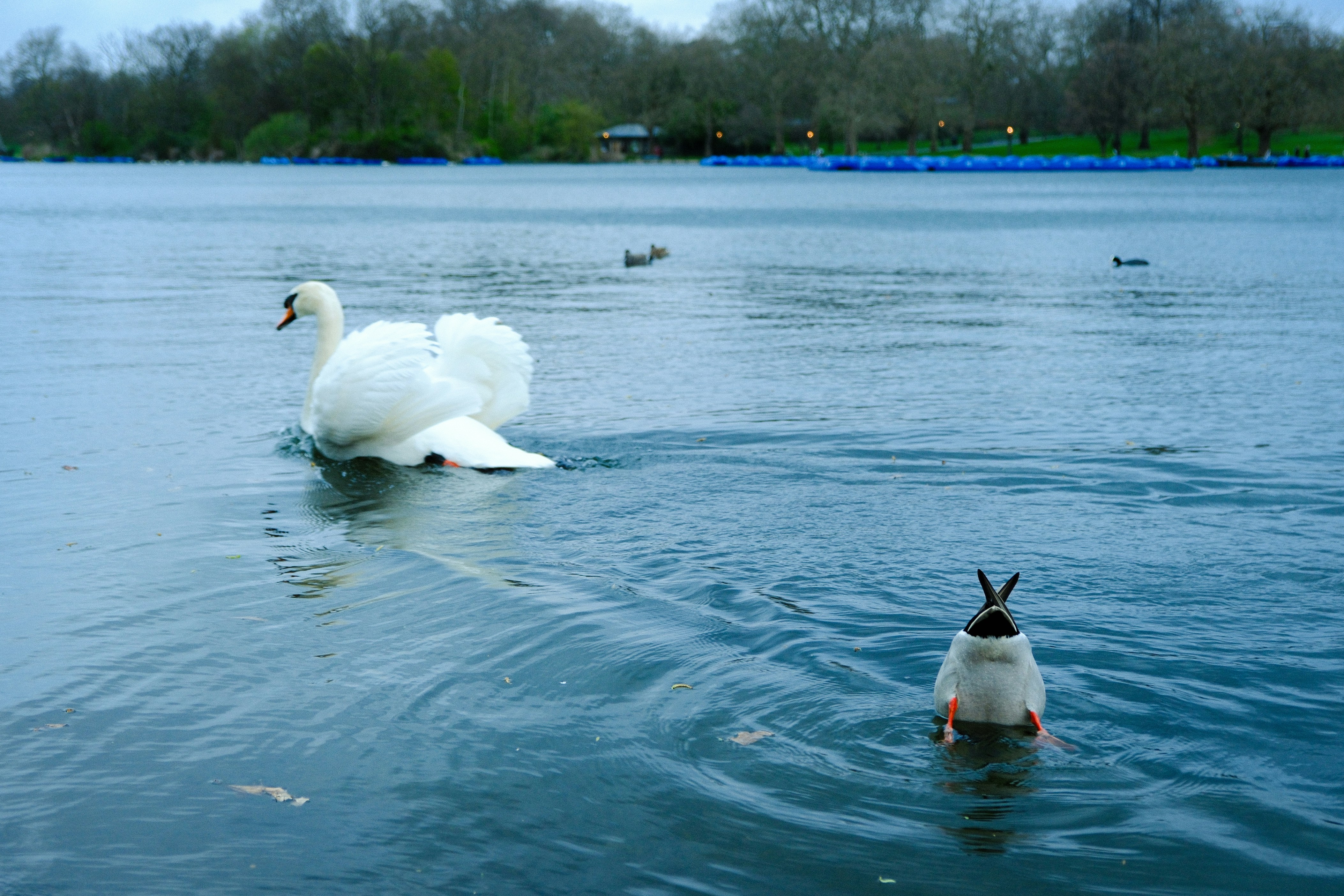 Blue Lake Encounter: Penguin Pauses as Swan Glides By