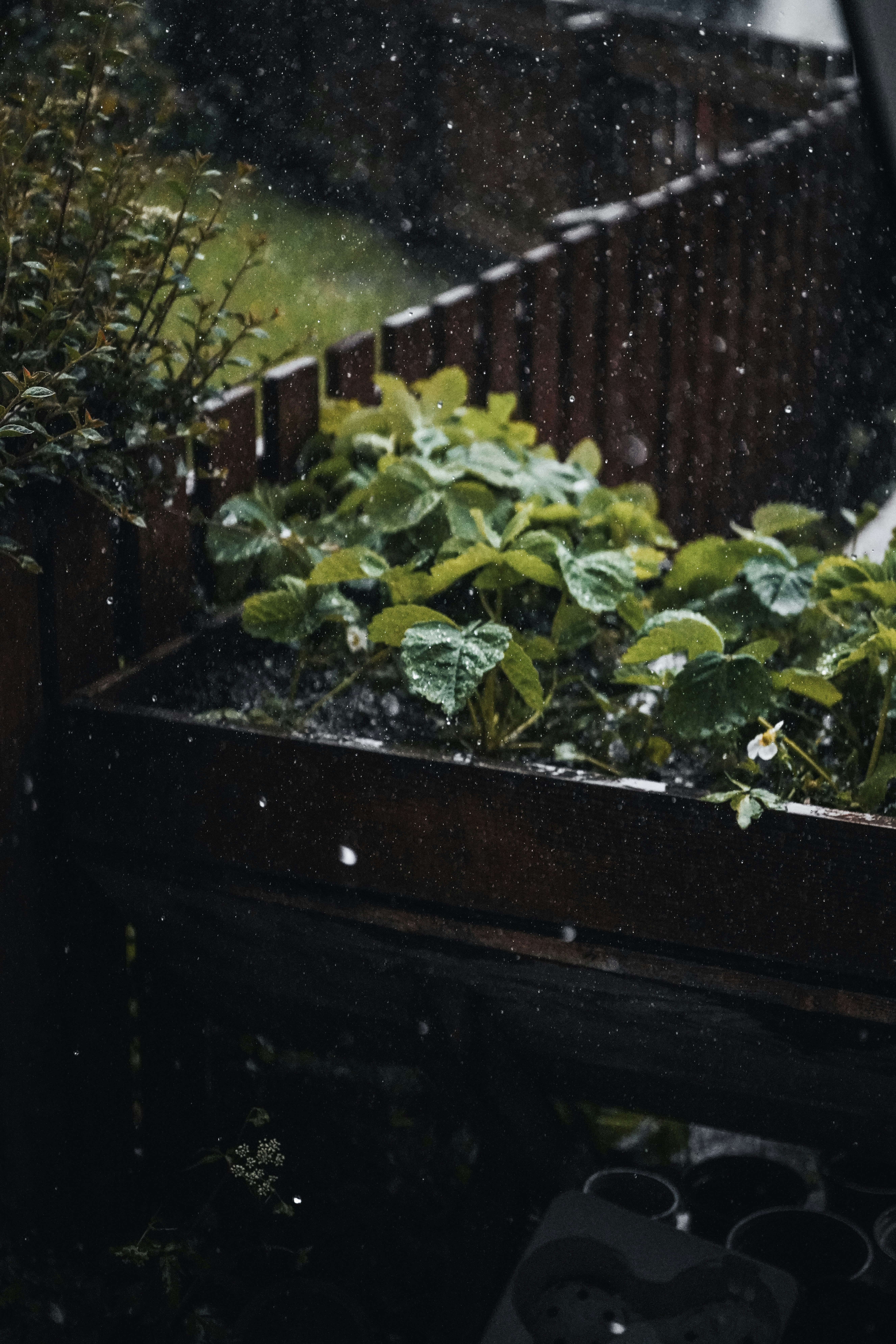 A window sill filled with plants in the rain photo – Free Rain Image on ...