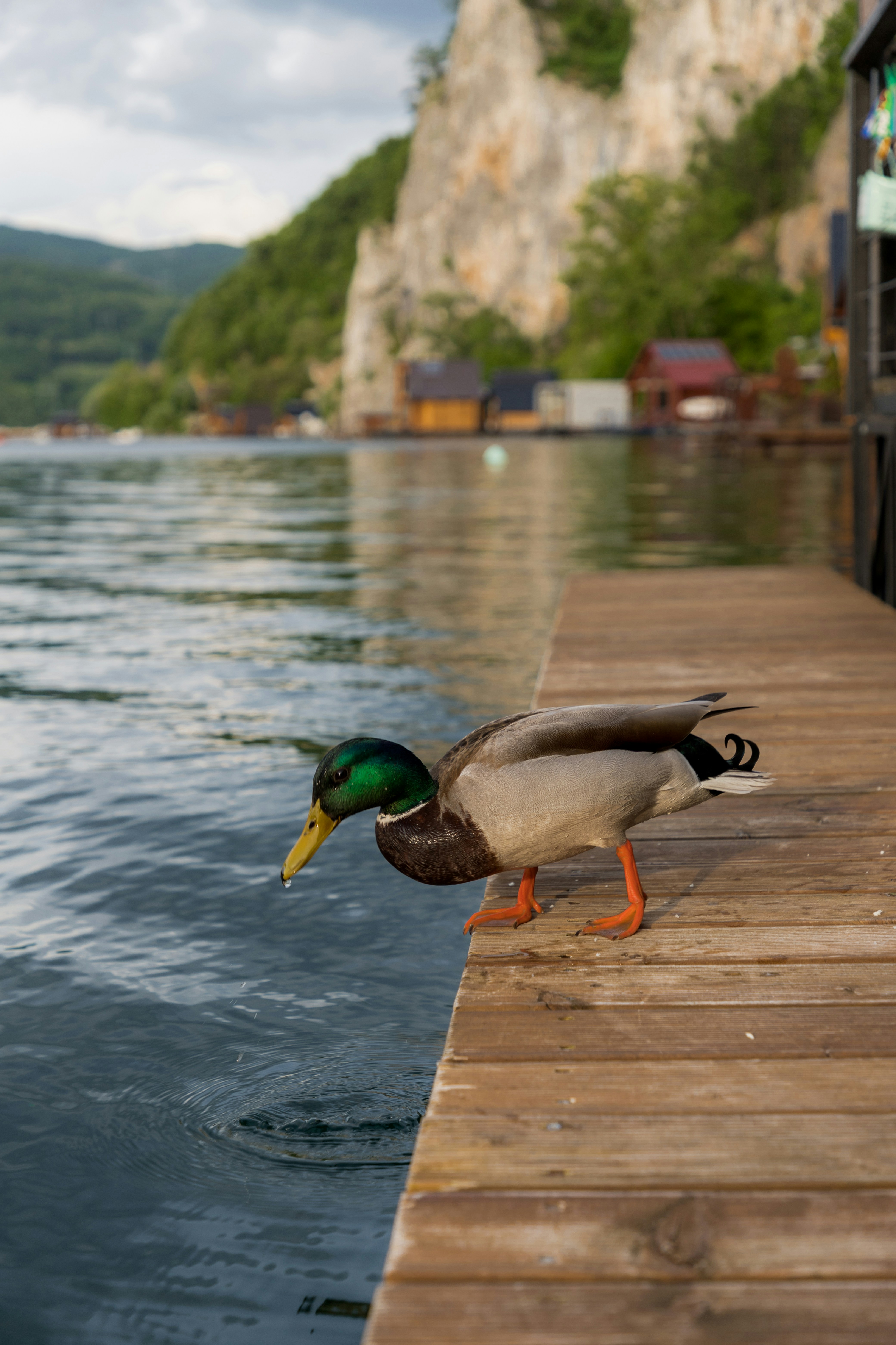 A Mallard at the Edge: Calm Dock and Riverbank in Soft Focus