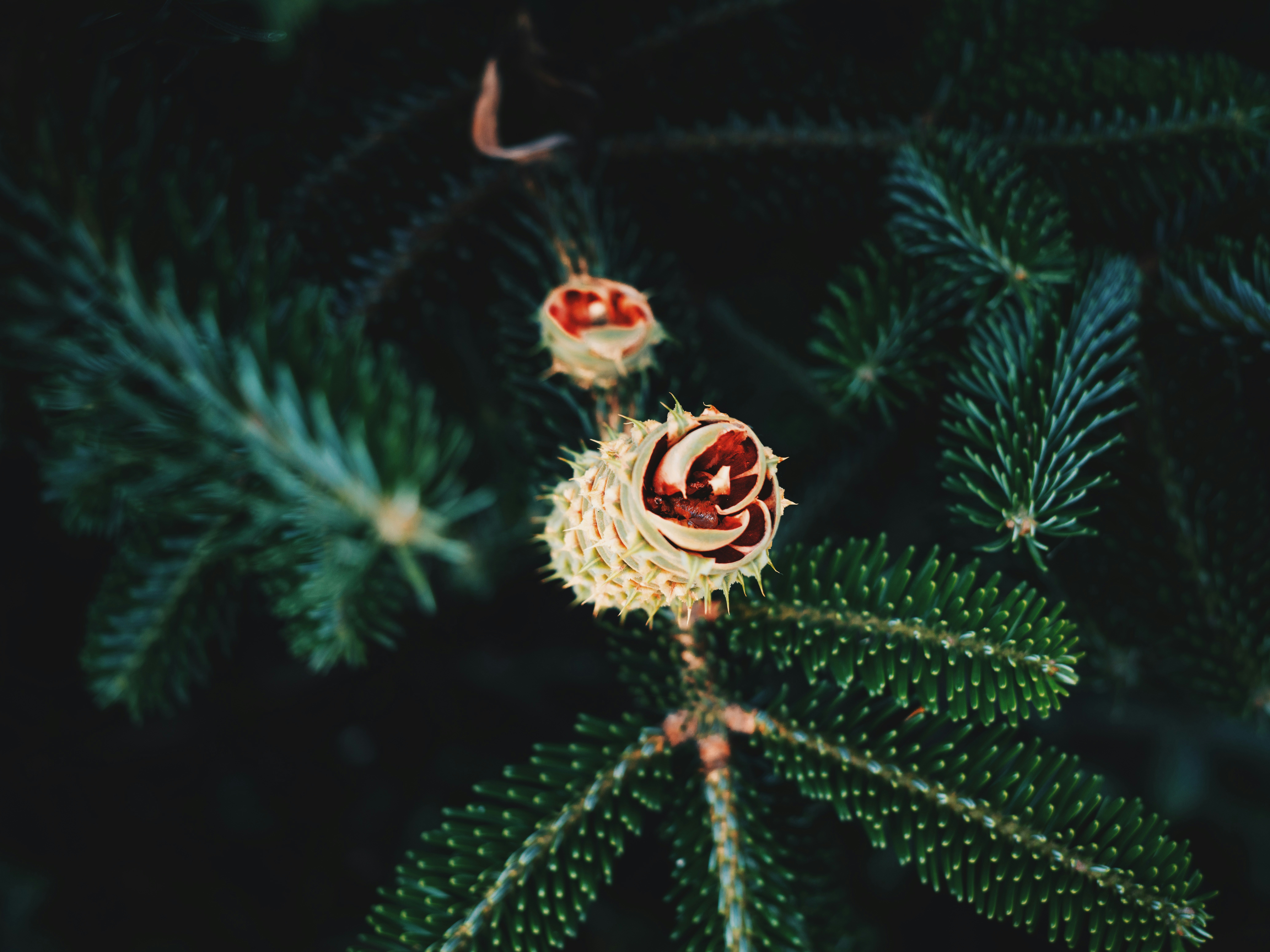 Emerald Buds on Velvet Green: A Macro Conifer Moment