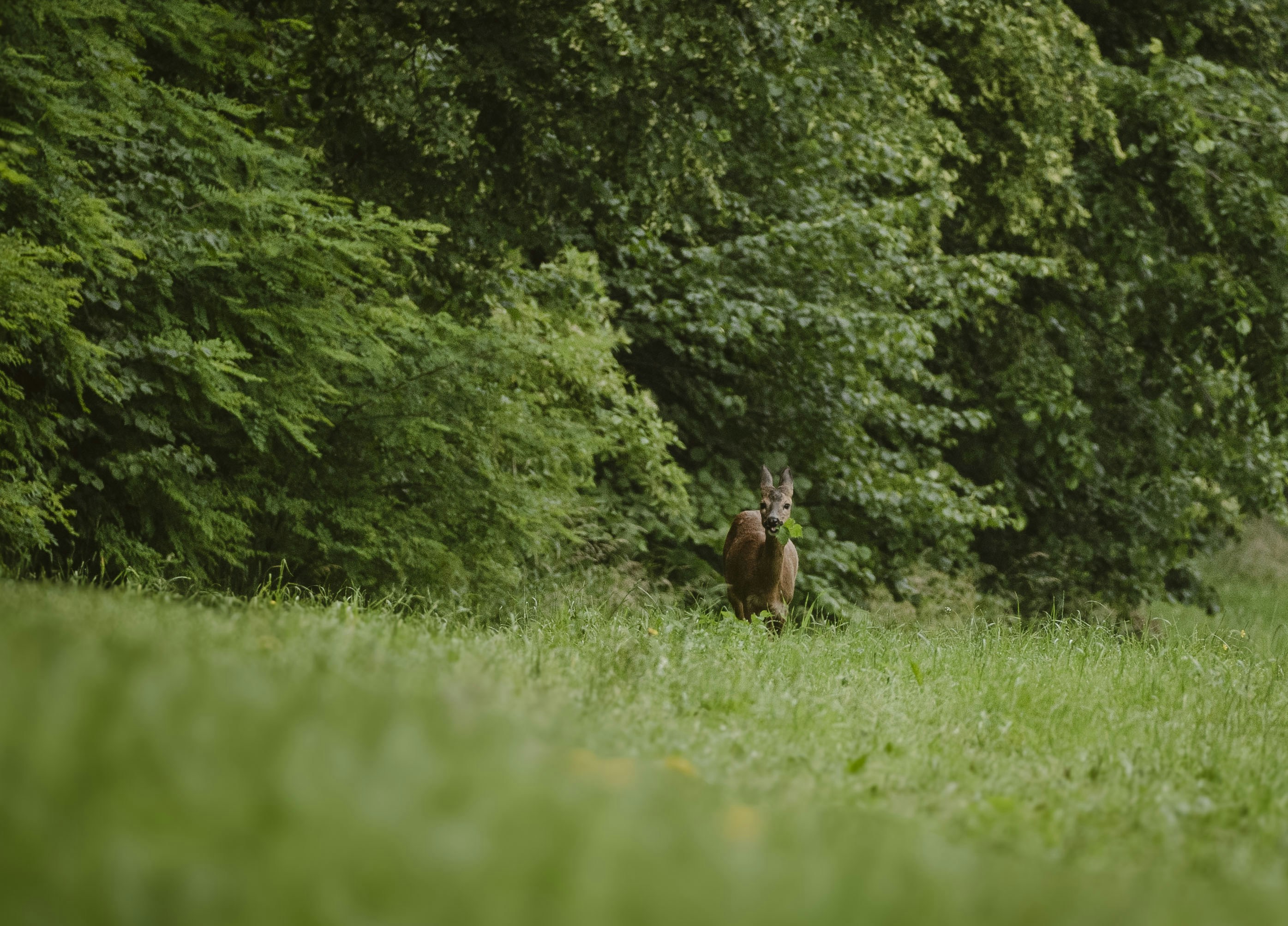 Graceful Encounter: Deer Amidst Verdant Woods