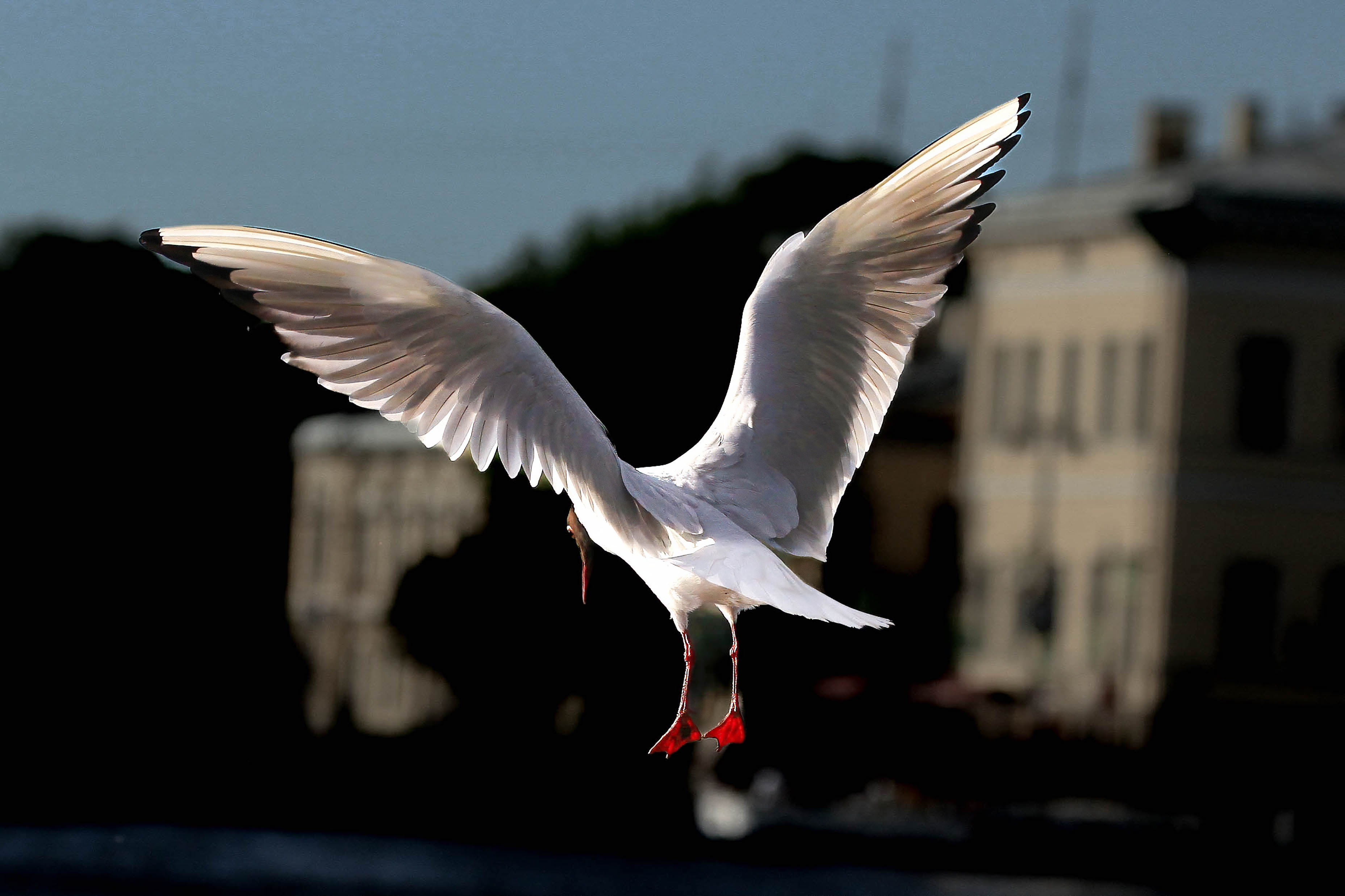 Winged in Focus: Seagull Over a Shadowed Waterfront City