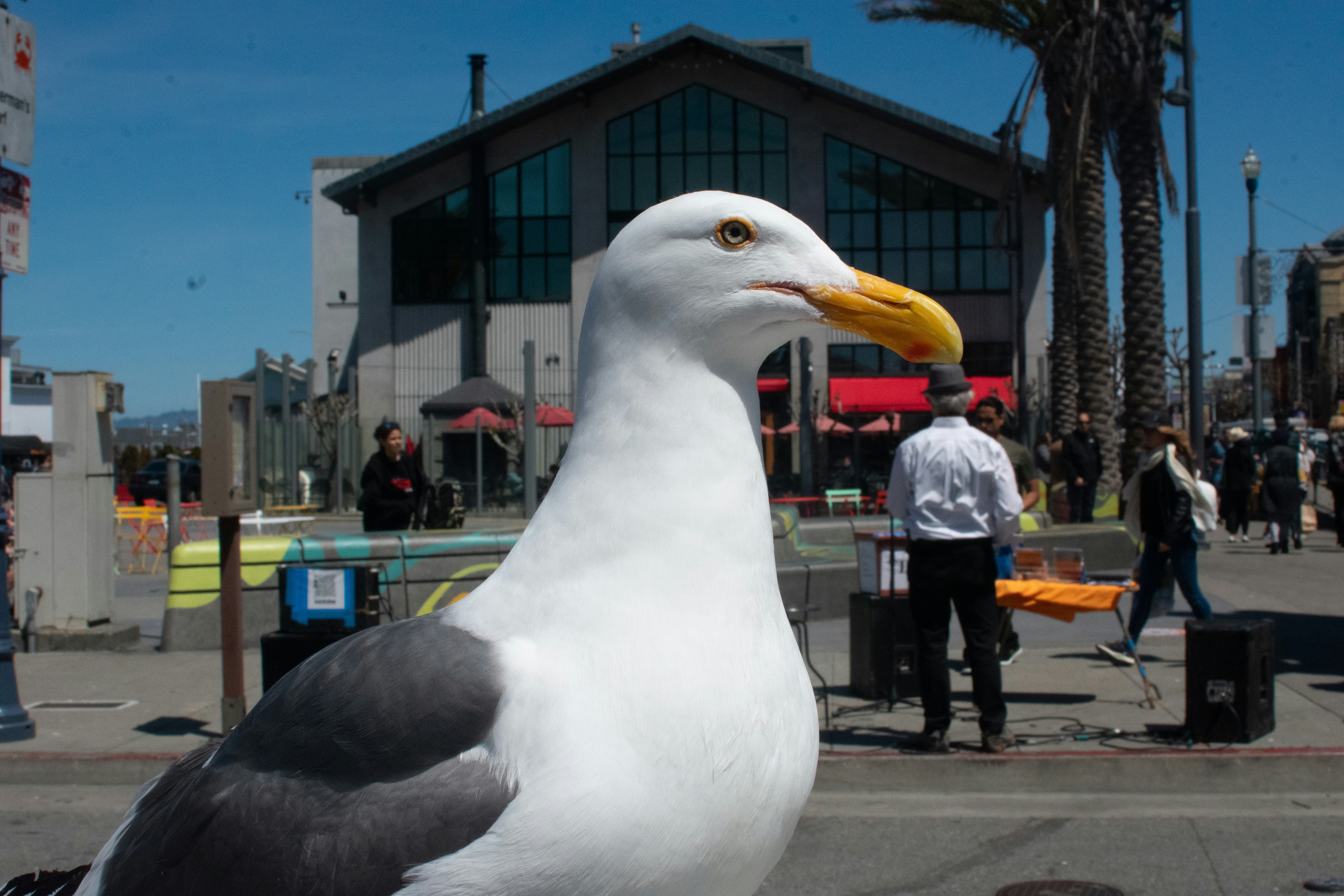 Fisherman's Wharf San Francisco, CA May, 2024 - with Nikon D3400 | A seagull standing on the side of the road