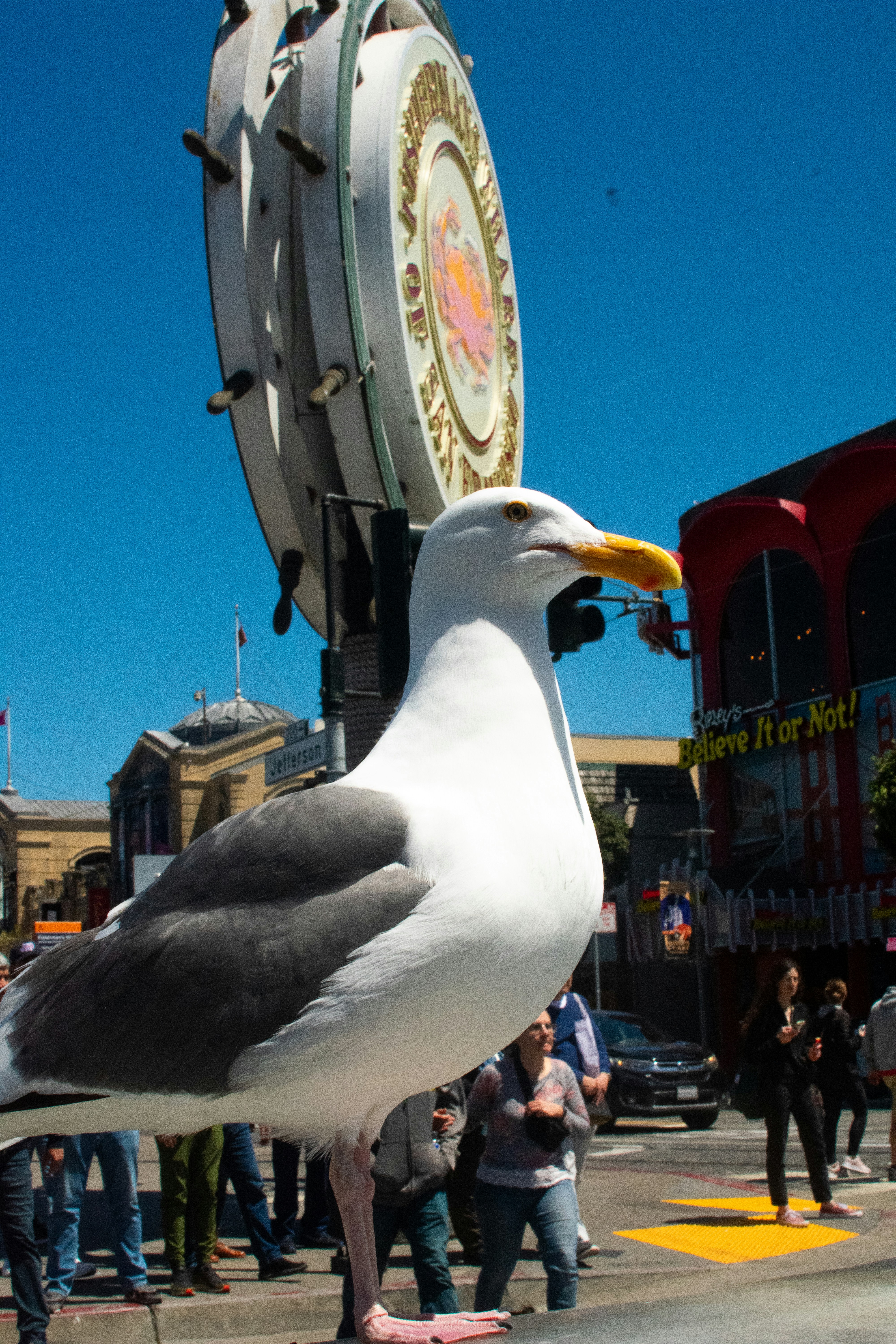 Gull in the Spotlight: A Sunny Carnival Backdrop with a Giant Sign