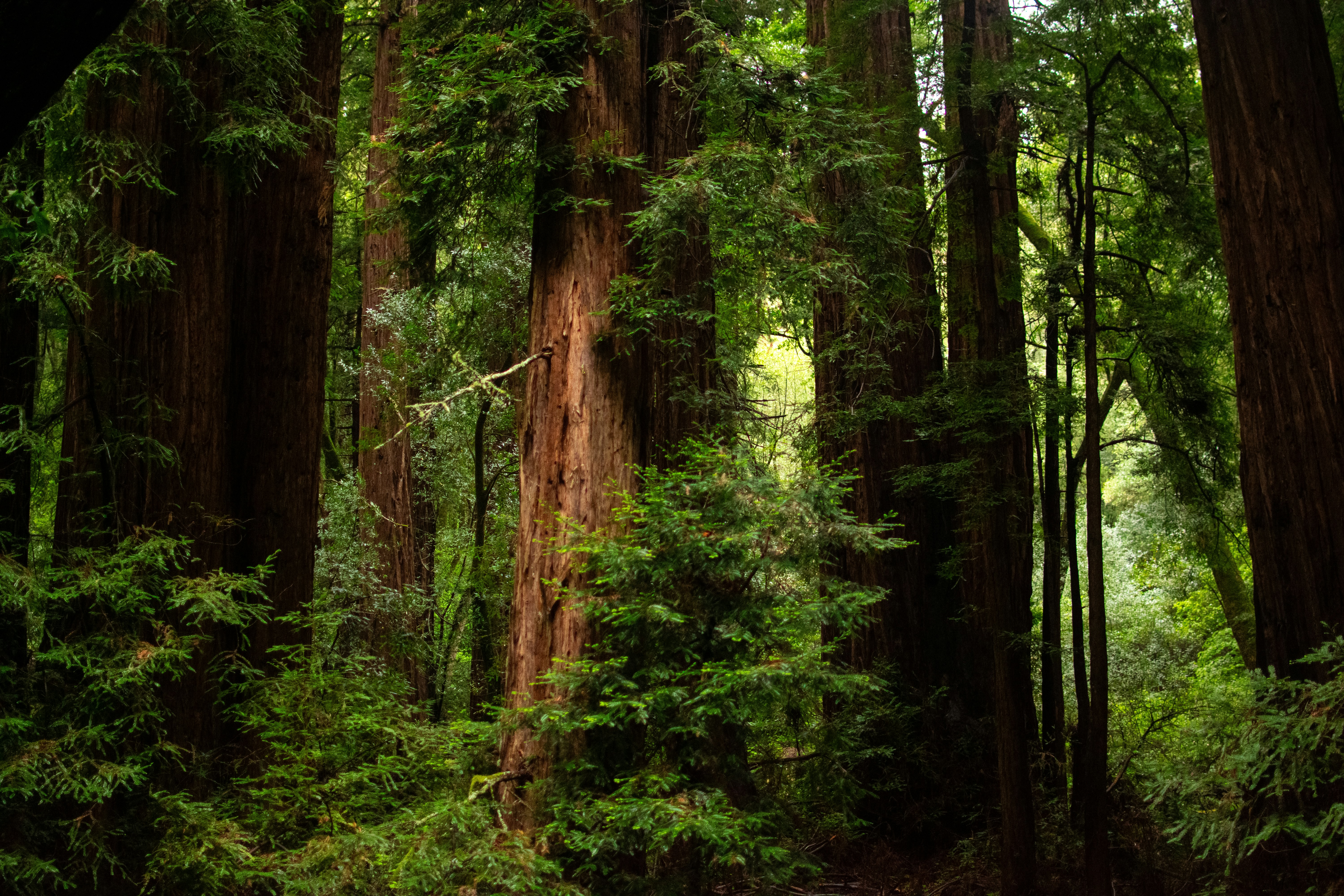 A forest filled with lots of tall trees photo – Free Forest Image on ...