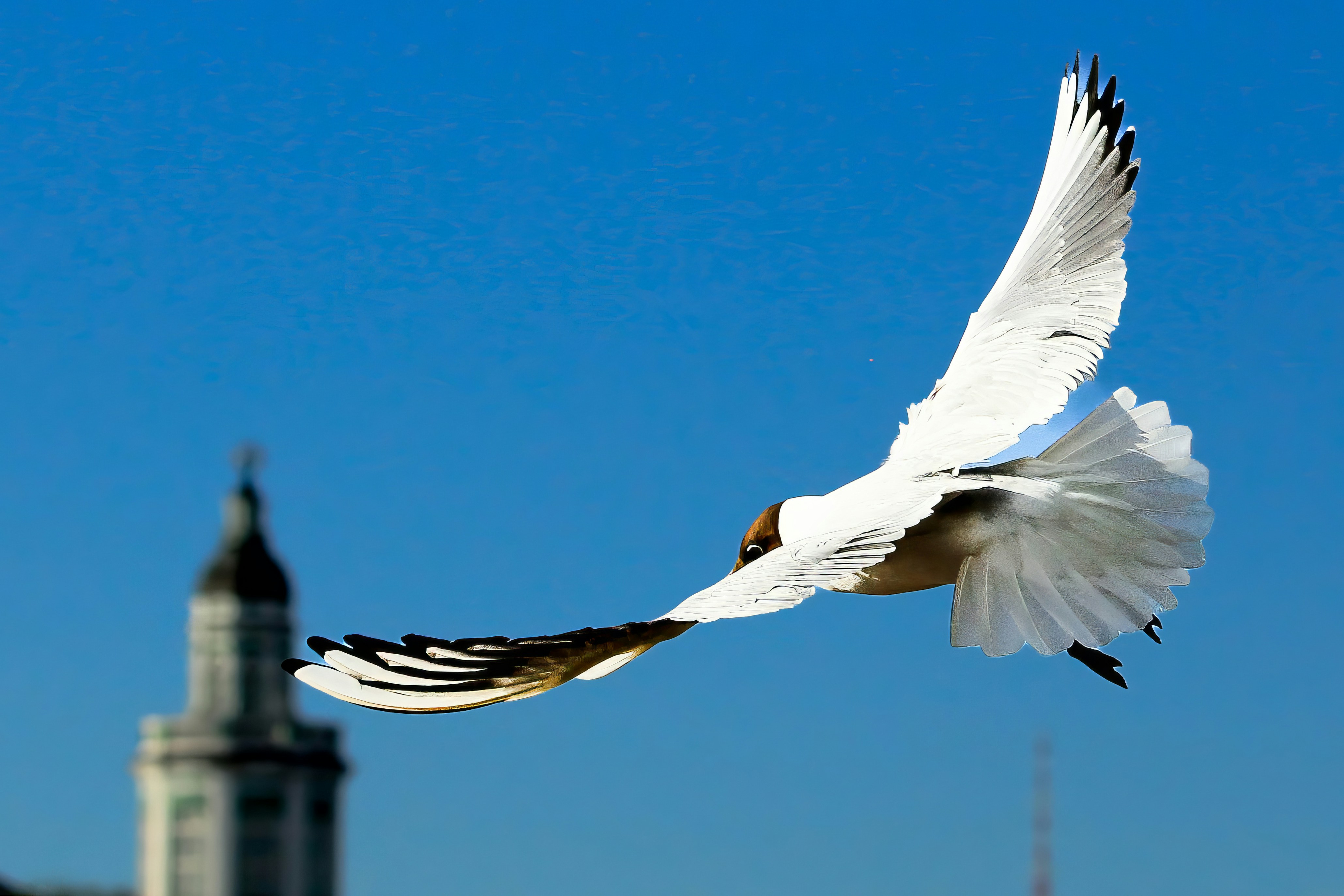 A white bird flying over a city with a clock tower in the background ...