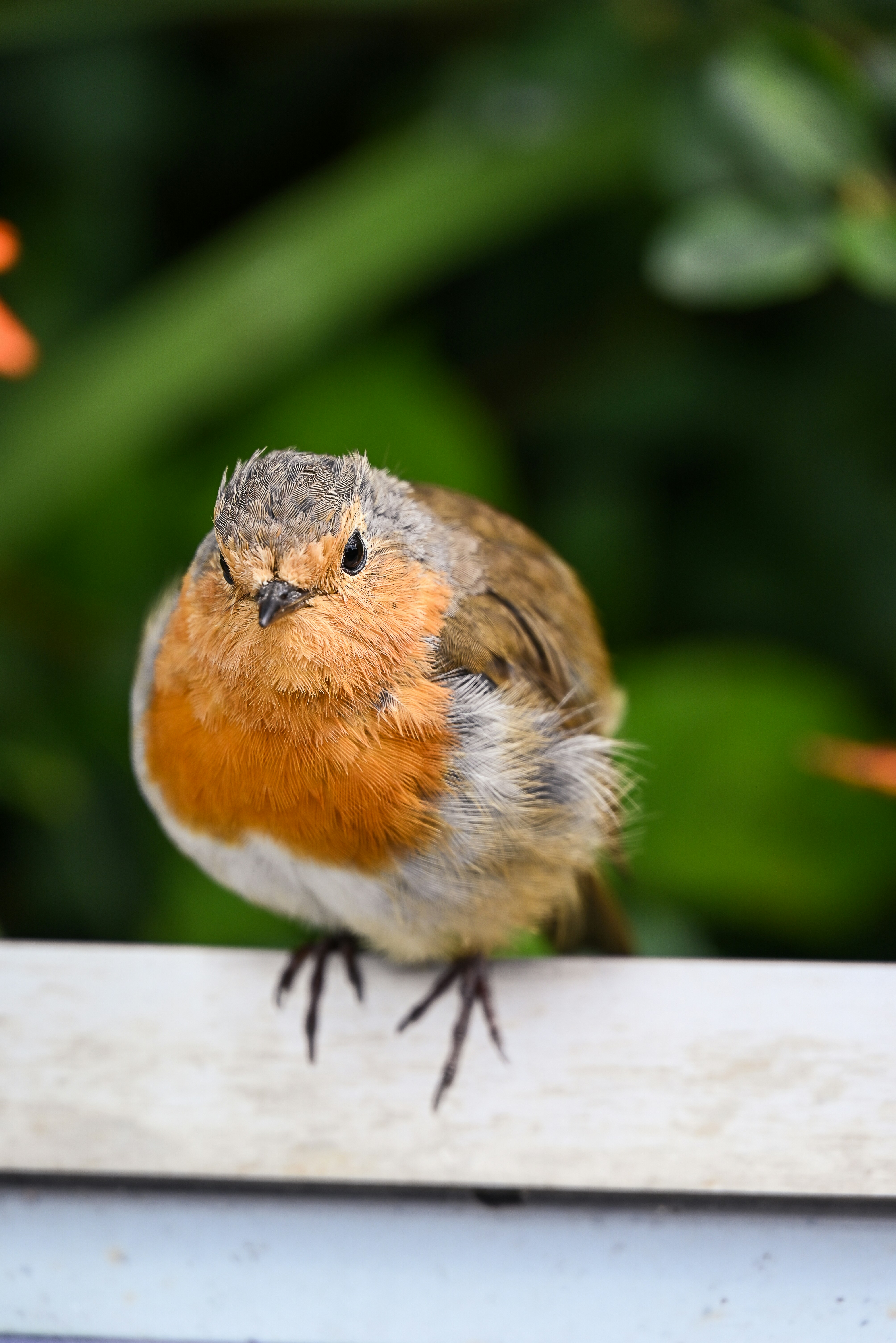 Robin at the Rail: a Crisp, Up-Close Garden Portrait