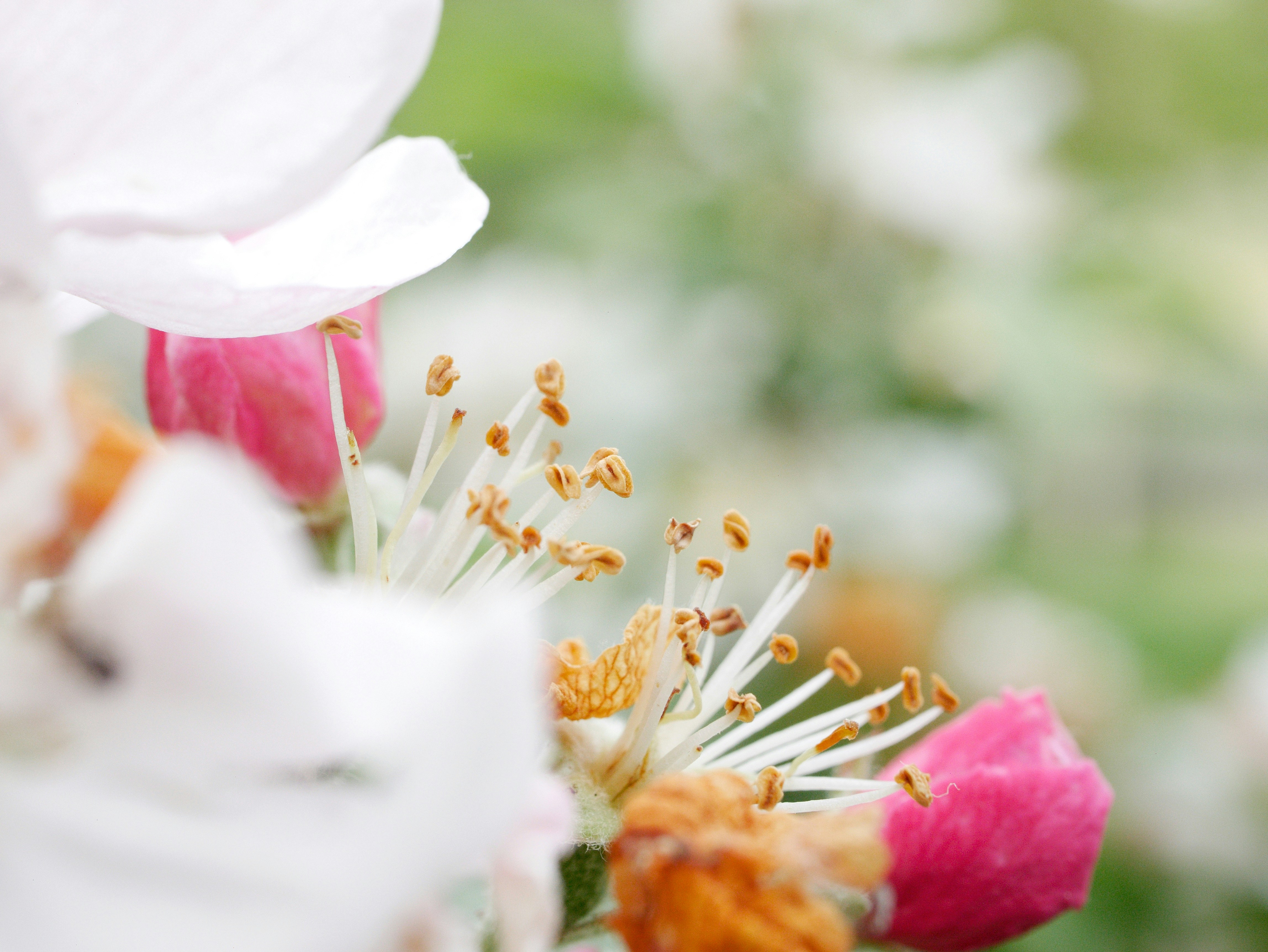 Close-up of delicate flowers with soft pink and white petals against a blurred green background.