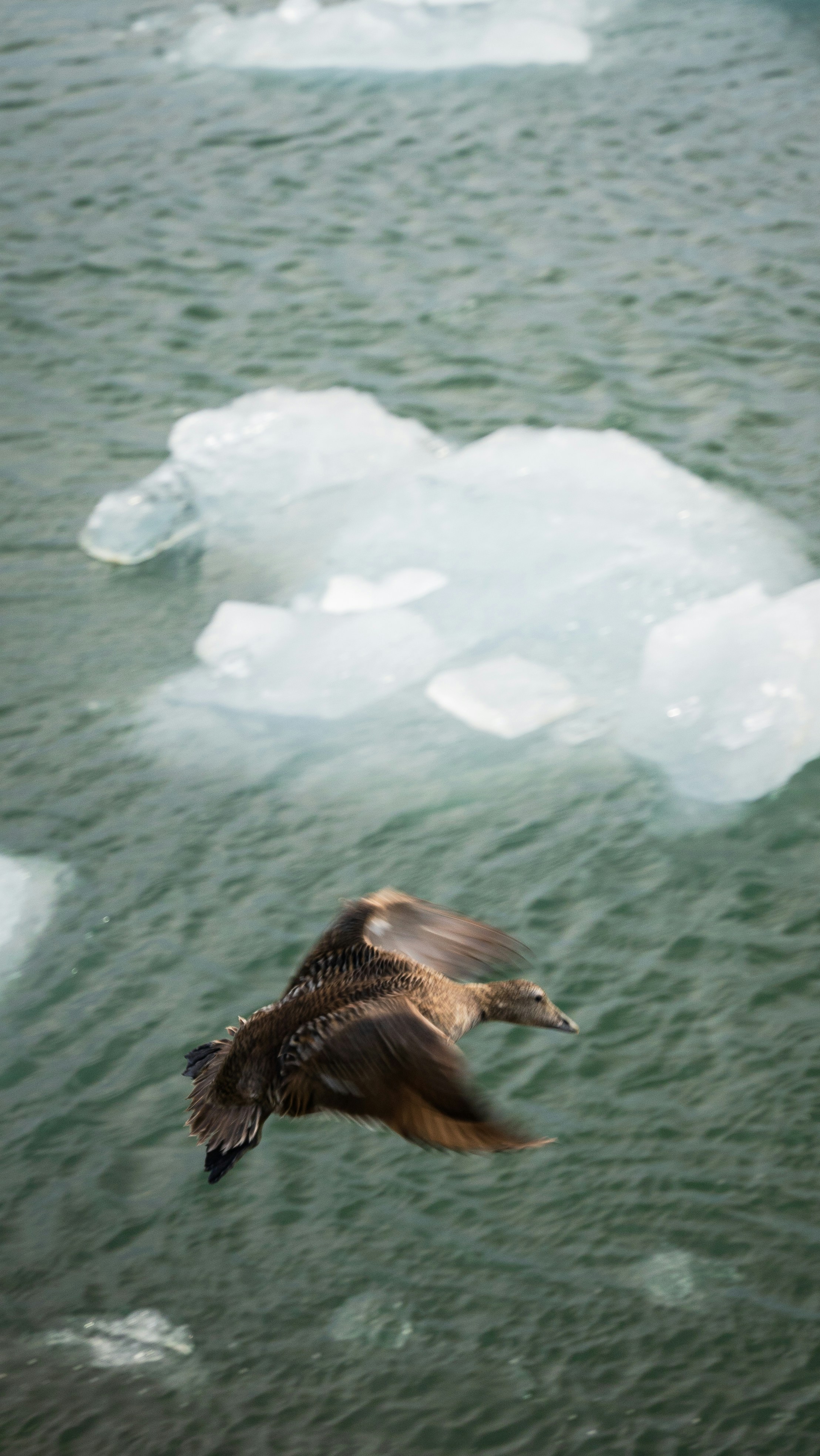 Flight over Fractured Ice: A Brown Duck Across Icy Green Waters