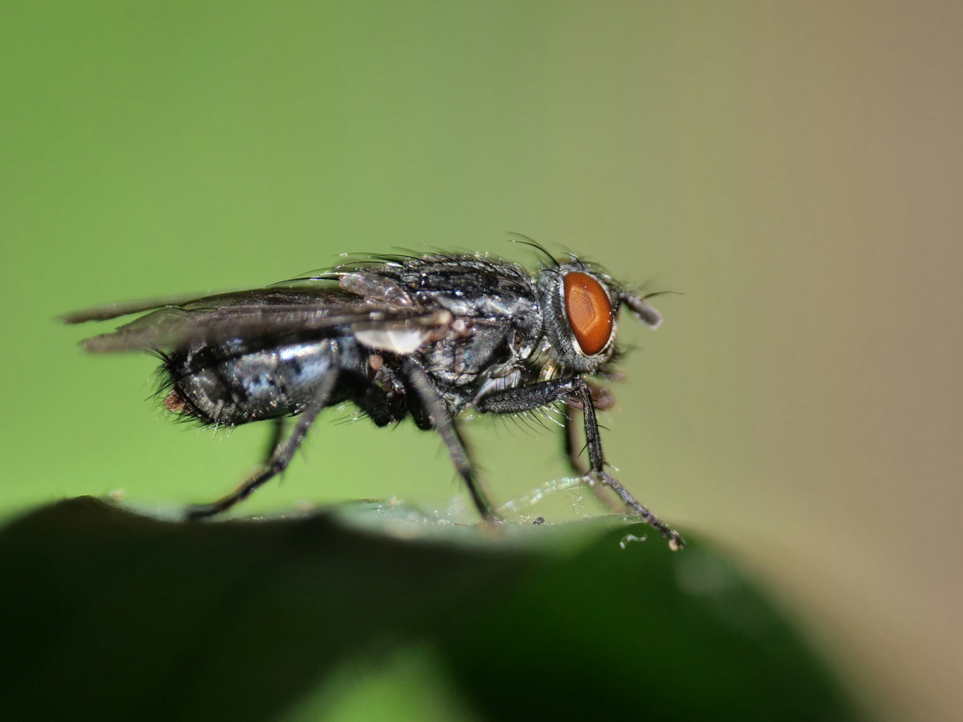 Closeup of a fly.