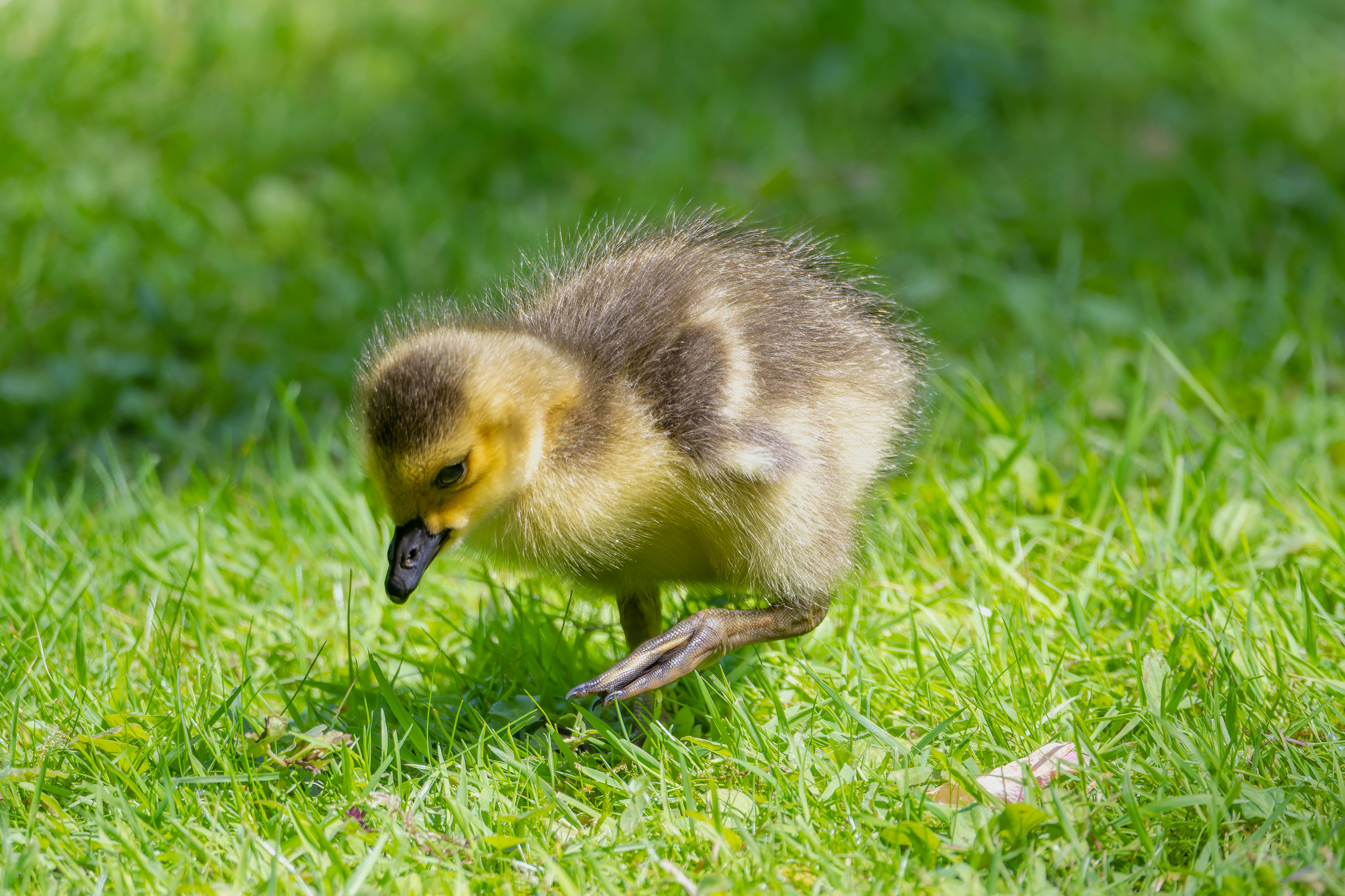 A small duckling walking across a lush green field photo – Free ...