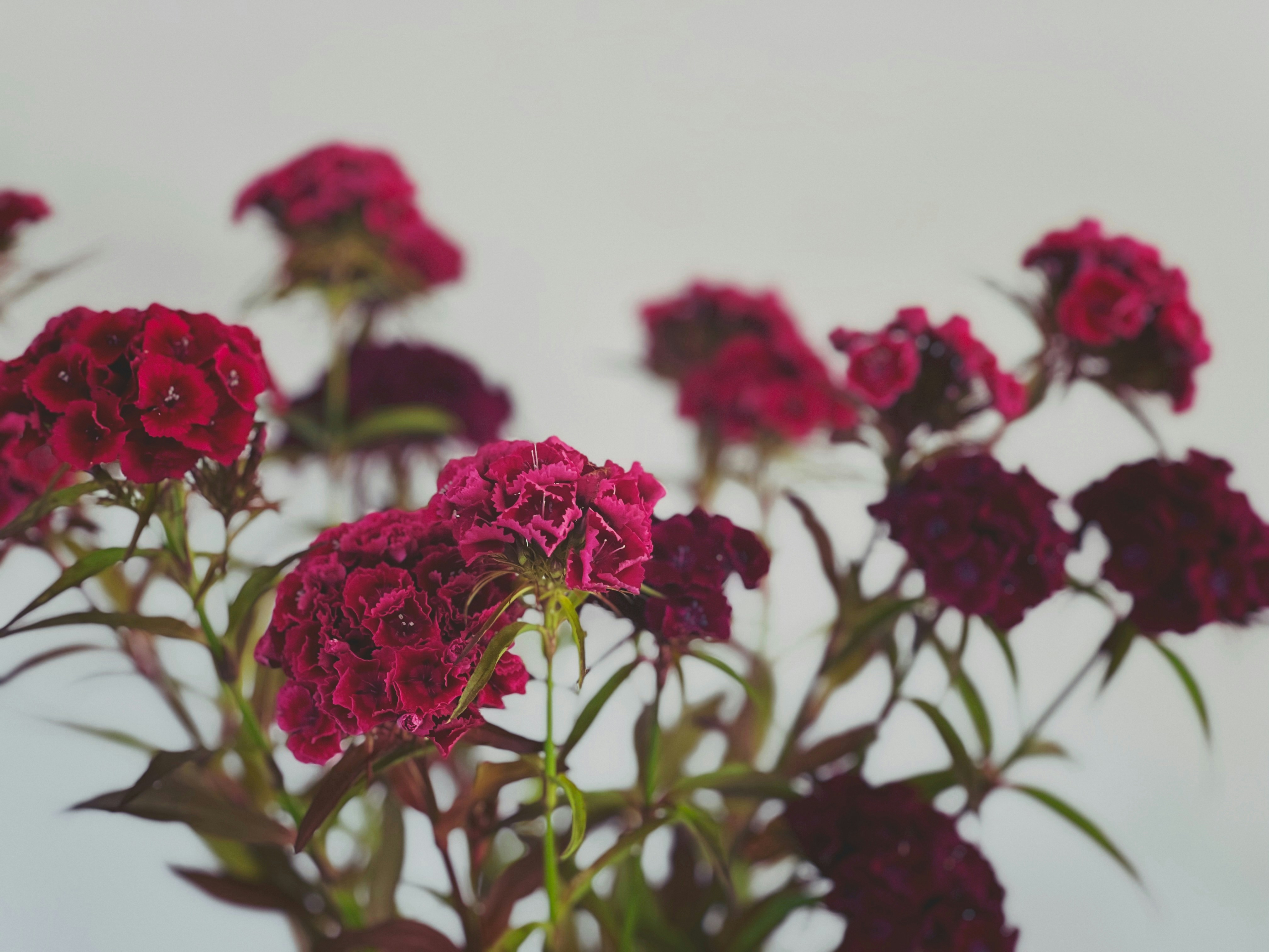 Purple sweet William (Dianthus barbatus)