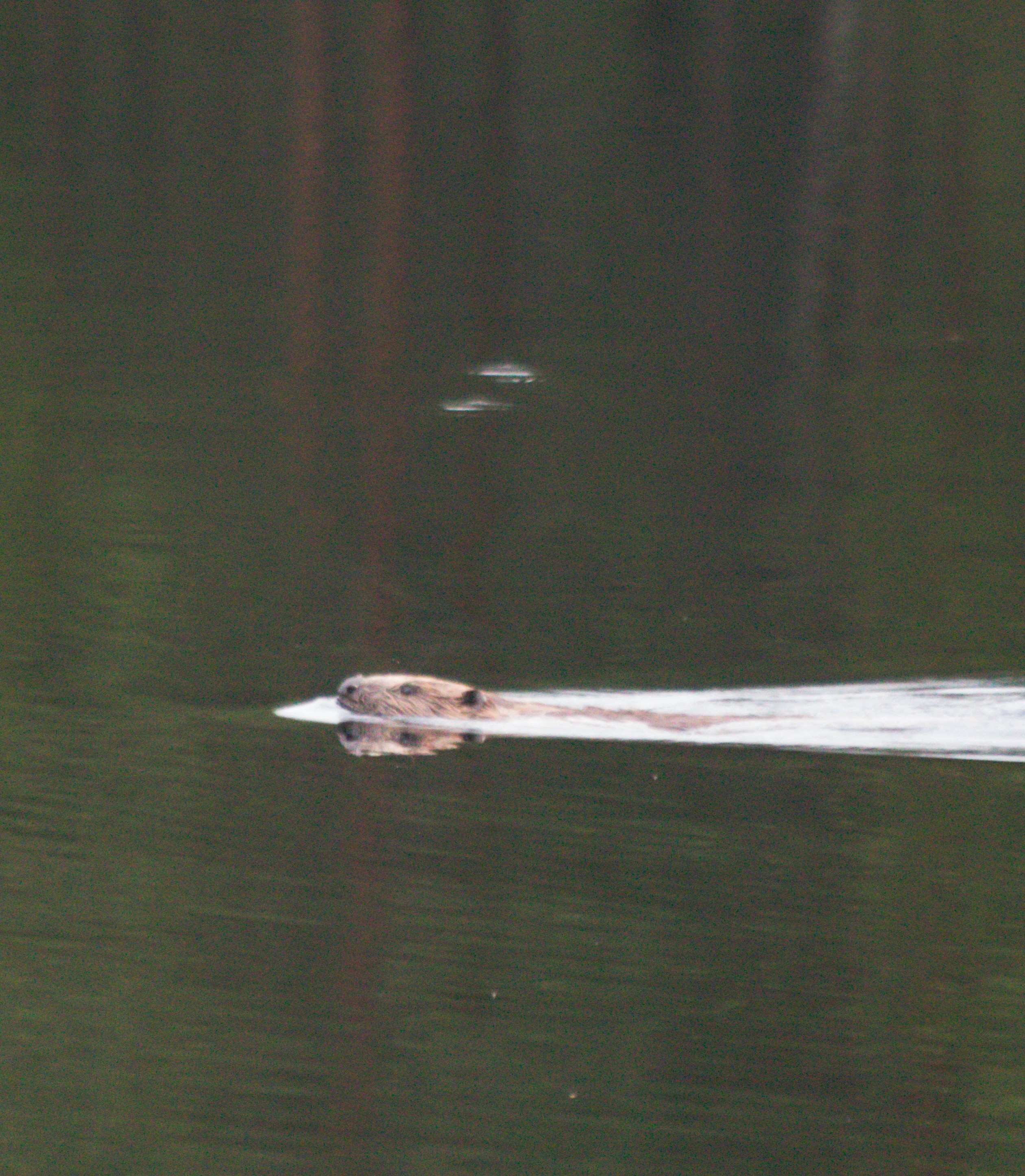 Silent Glide: A Waterway Encounter