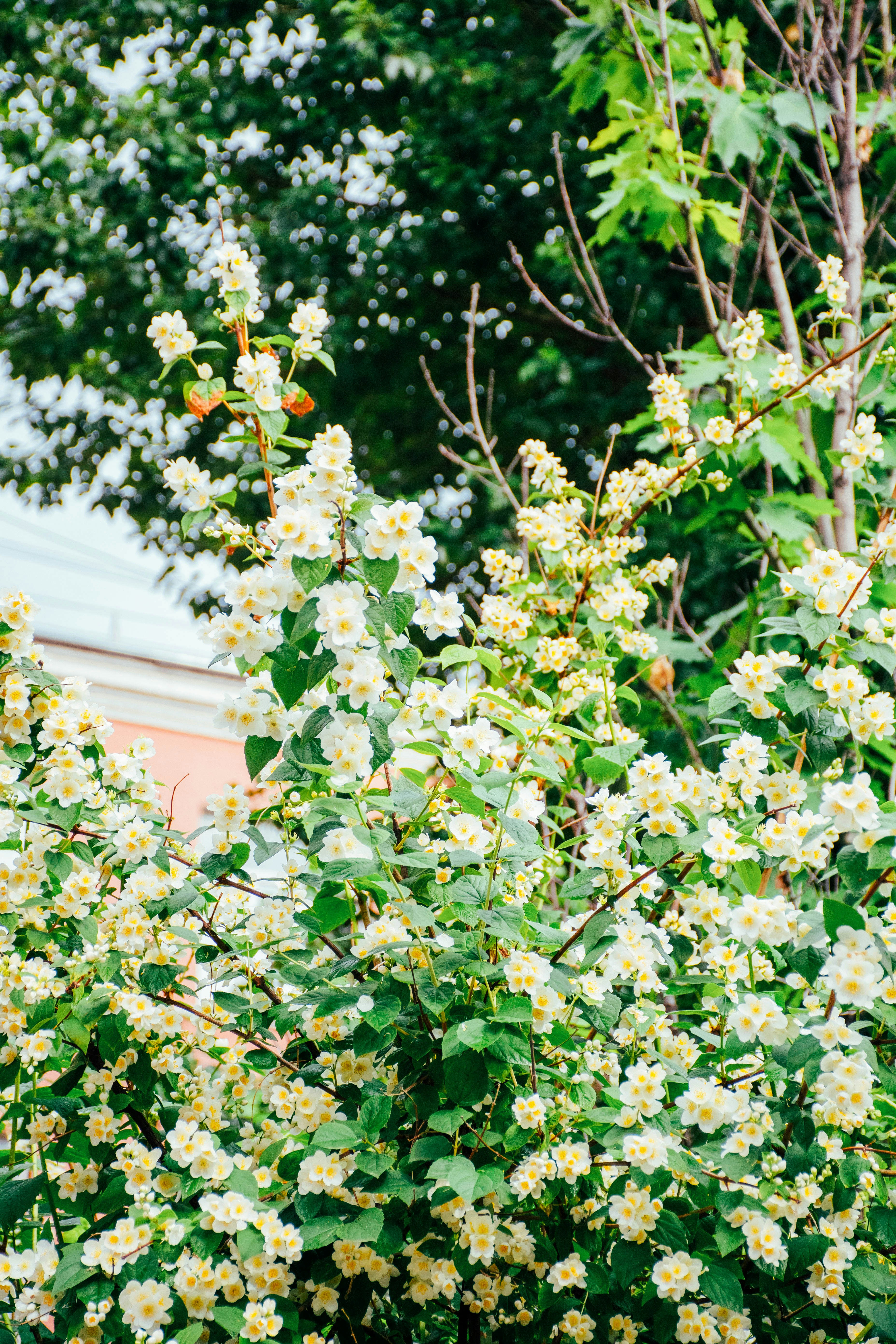 Creamy Cascade of Blossoms Amid Fresh Greenery