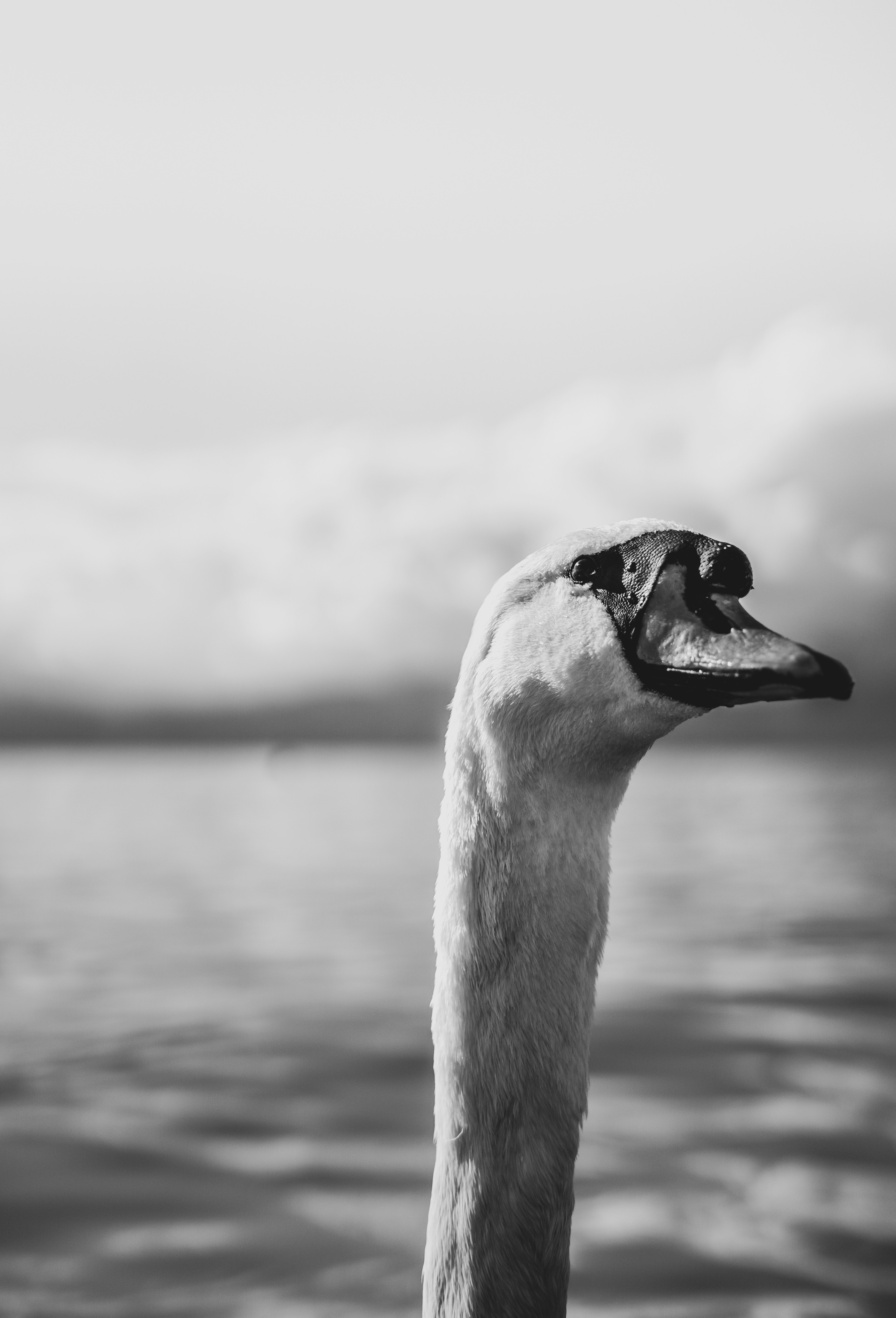 Contour of Curiosity: The Swan's Neck in a Quiet Monochrome Lake