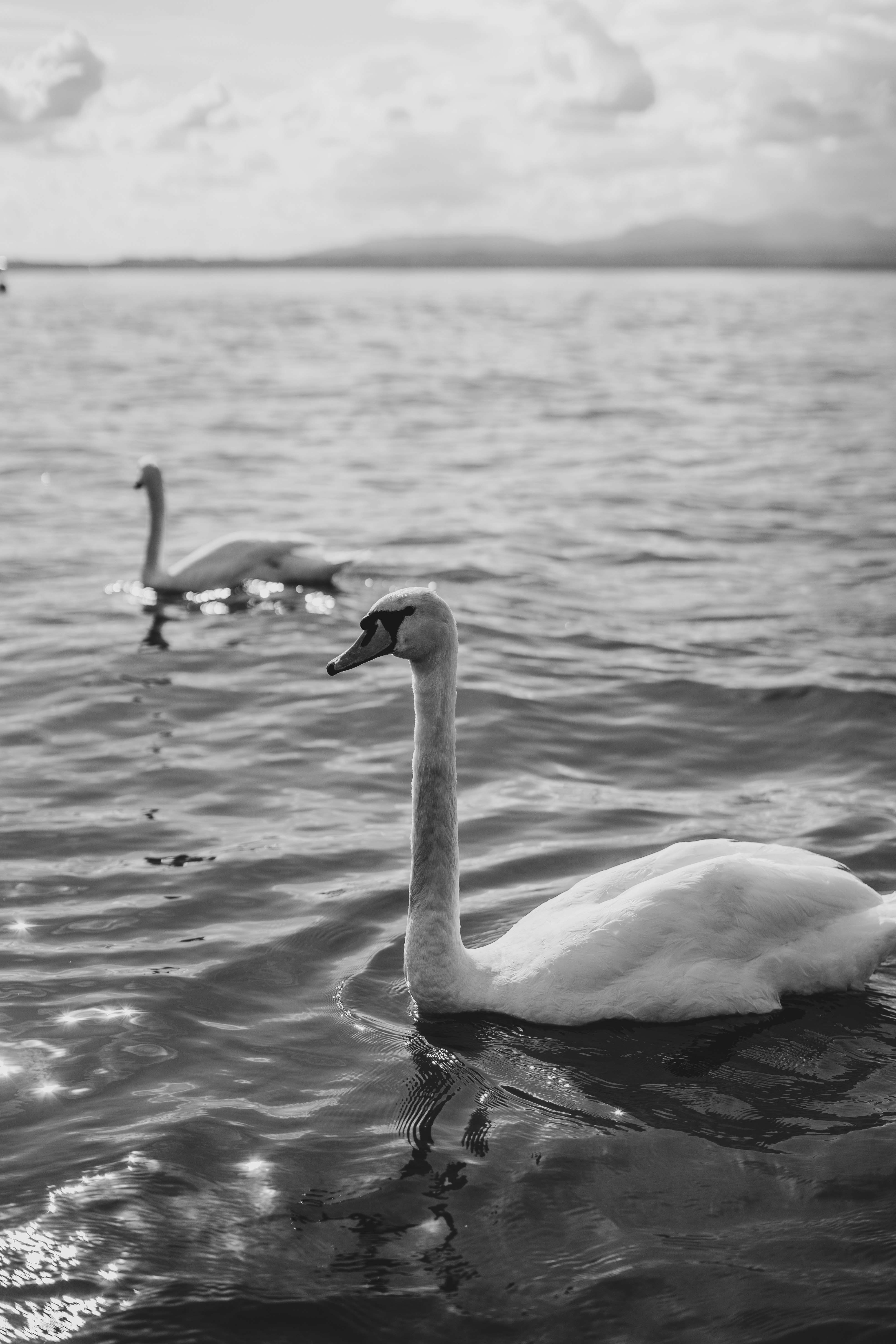 Monochrome Grace: A Foreground Swan Carves Quiet Ripples Across a Lake