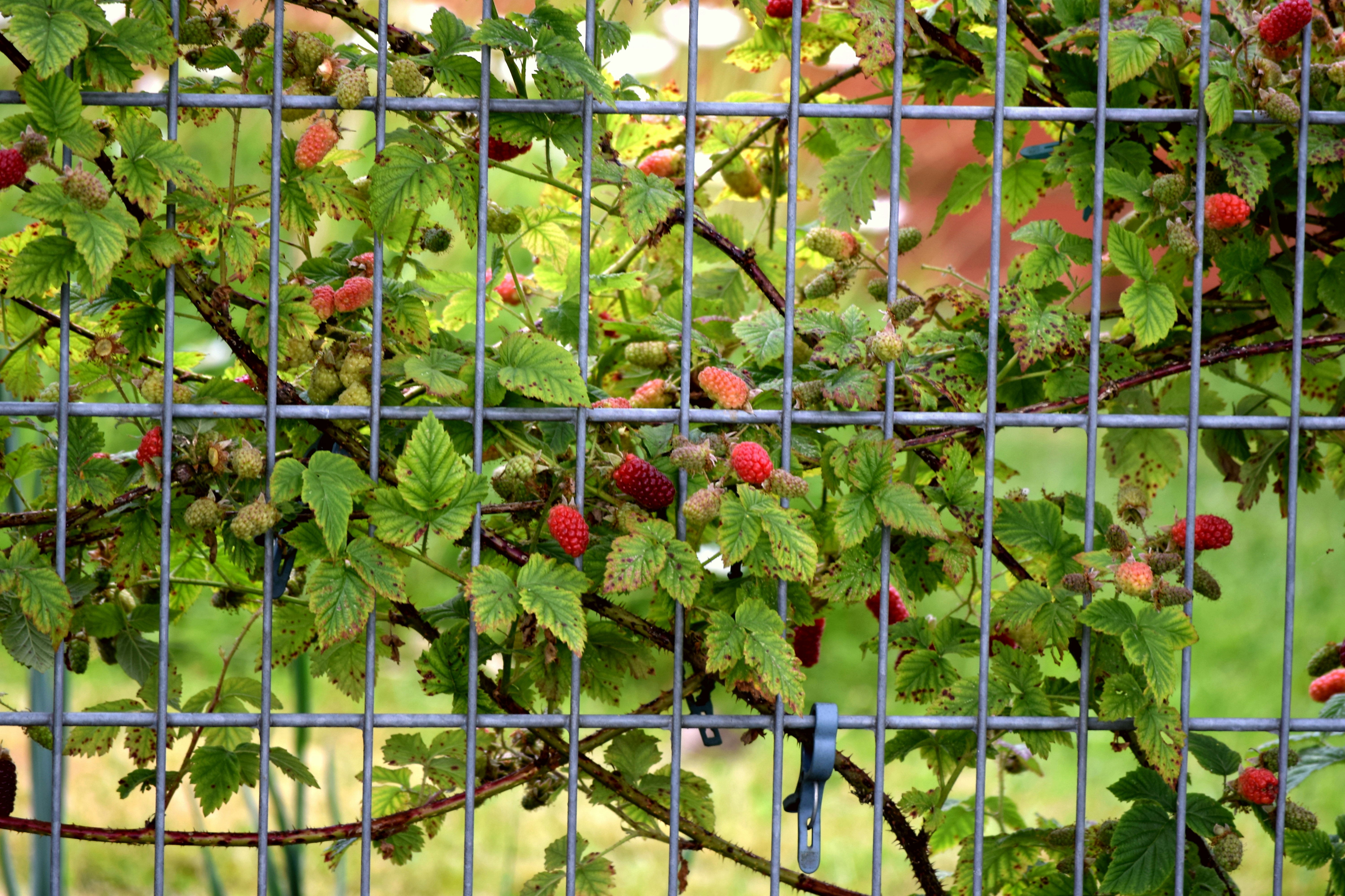 A close up of a tree with fruit growing on it photo – Free Food Image ...