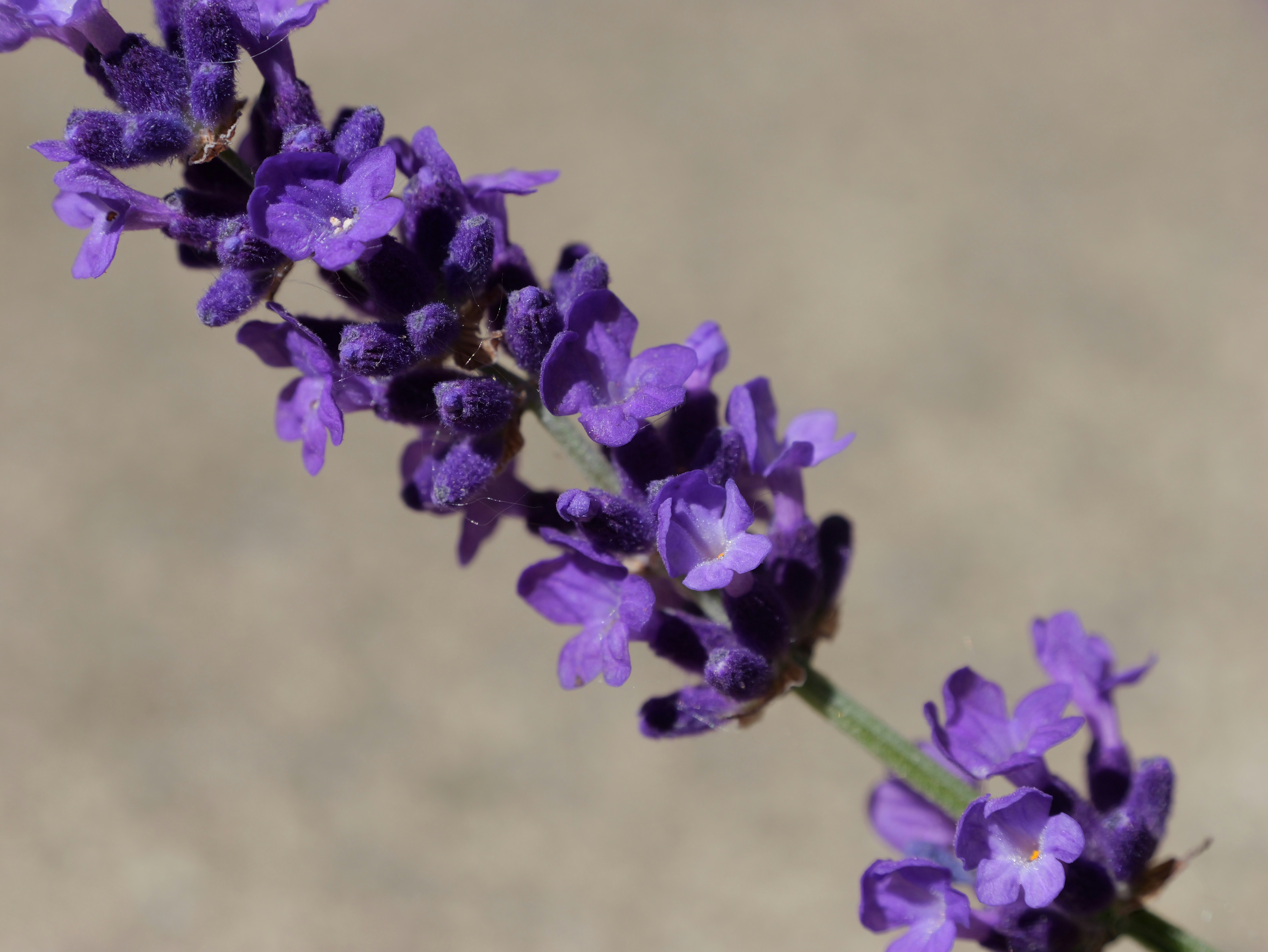 Lavender in Focus: A Diagonal Stalk of Purple Spikes Against a Soft Backdrop