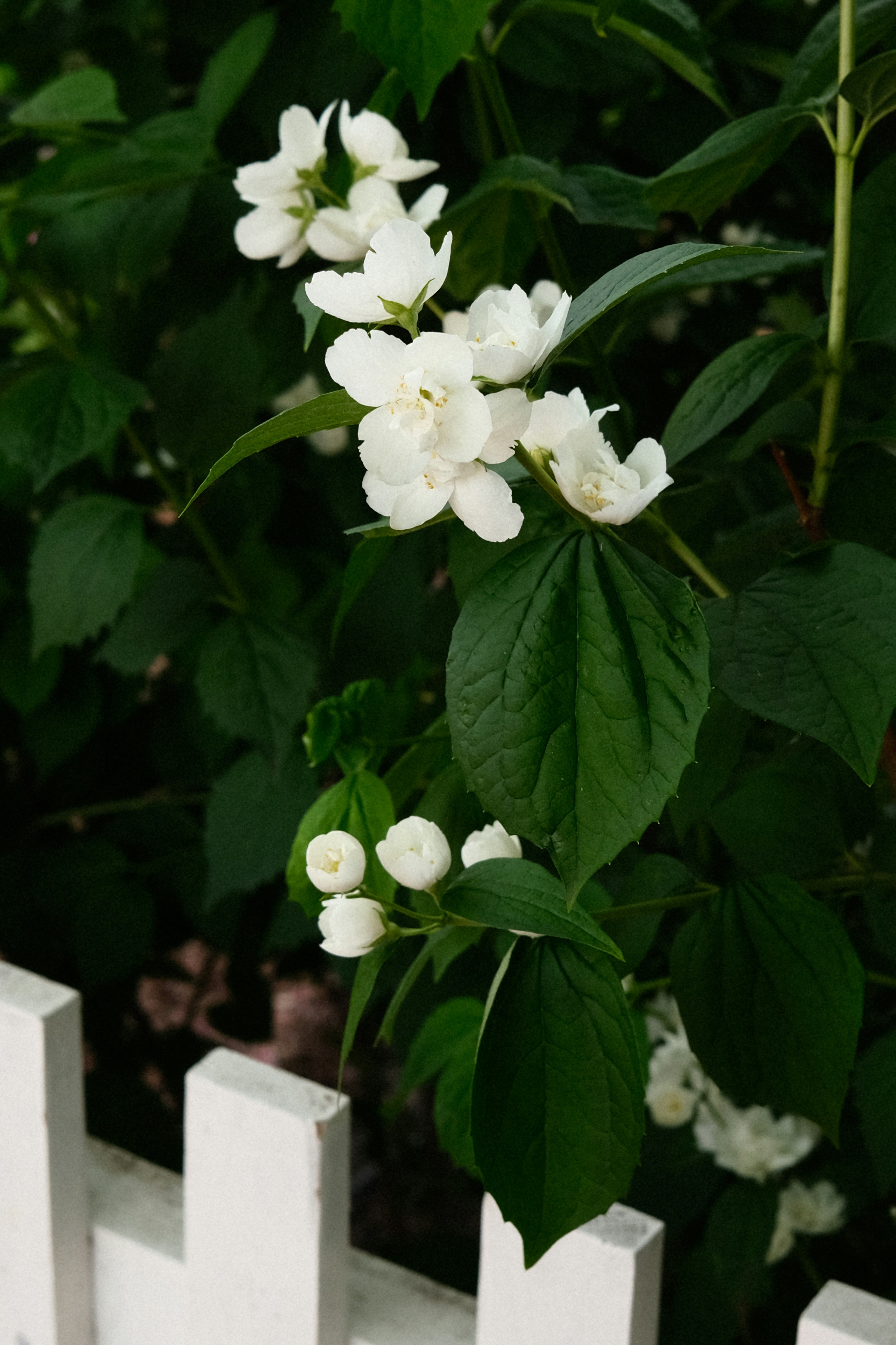 Whispering White Blooms Along the Picket Fence