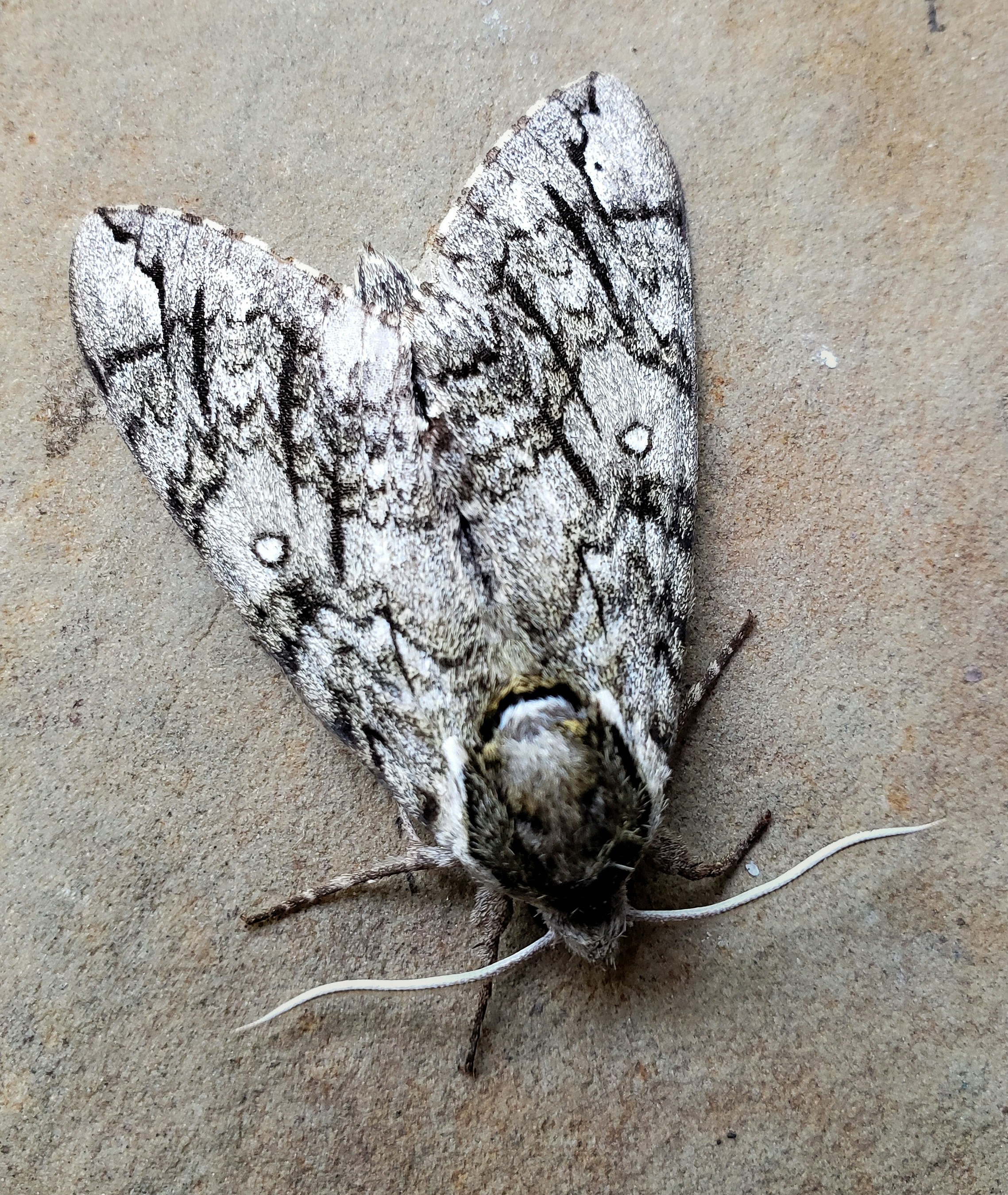 Intricate Patterns of the Waxed Sphinx