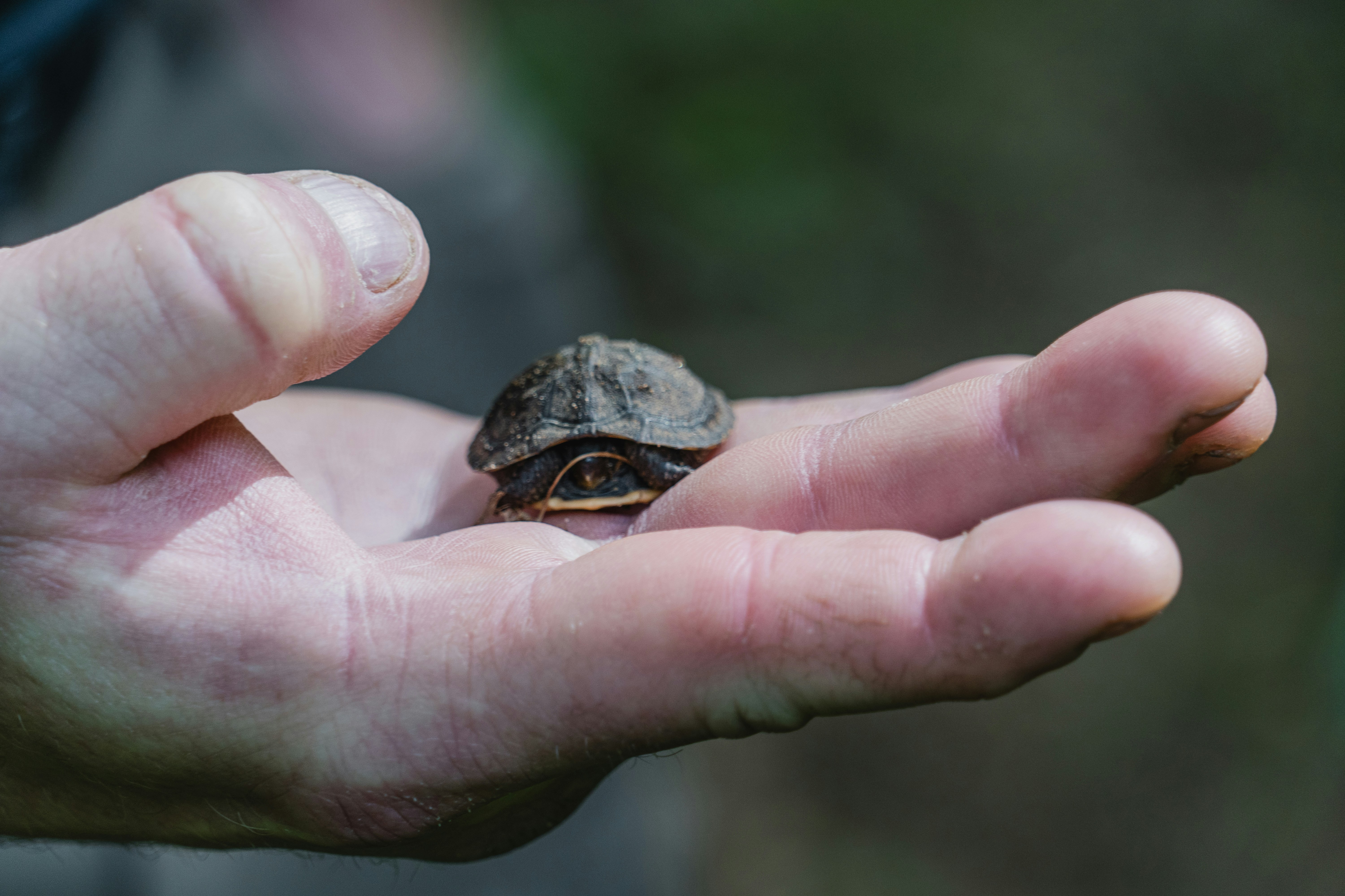 Pocket-Sized Explorer Resting on a Gentle Palm