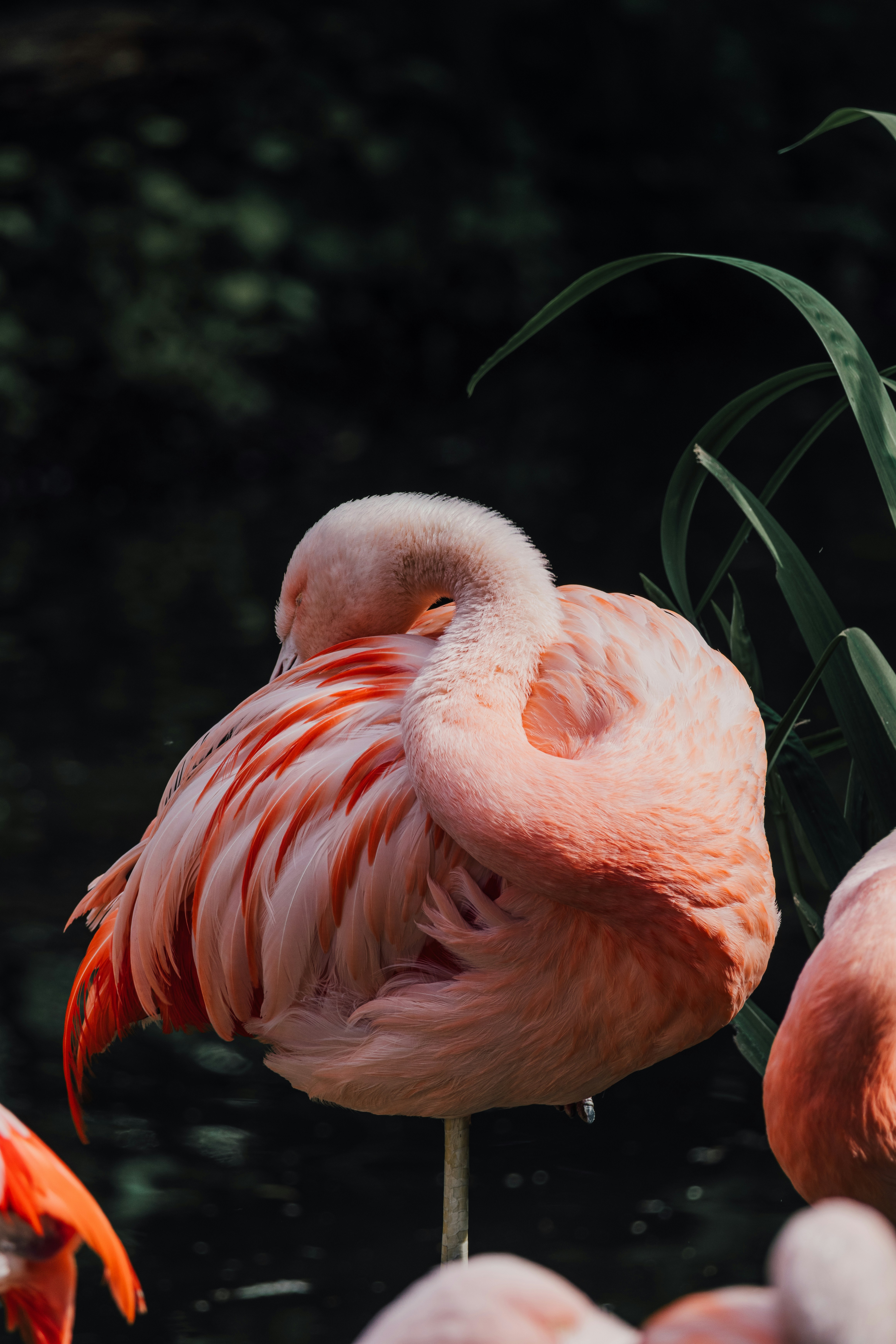 A group of flamingos standing next to each other photo – Free Animal ...
