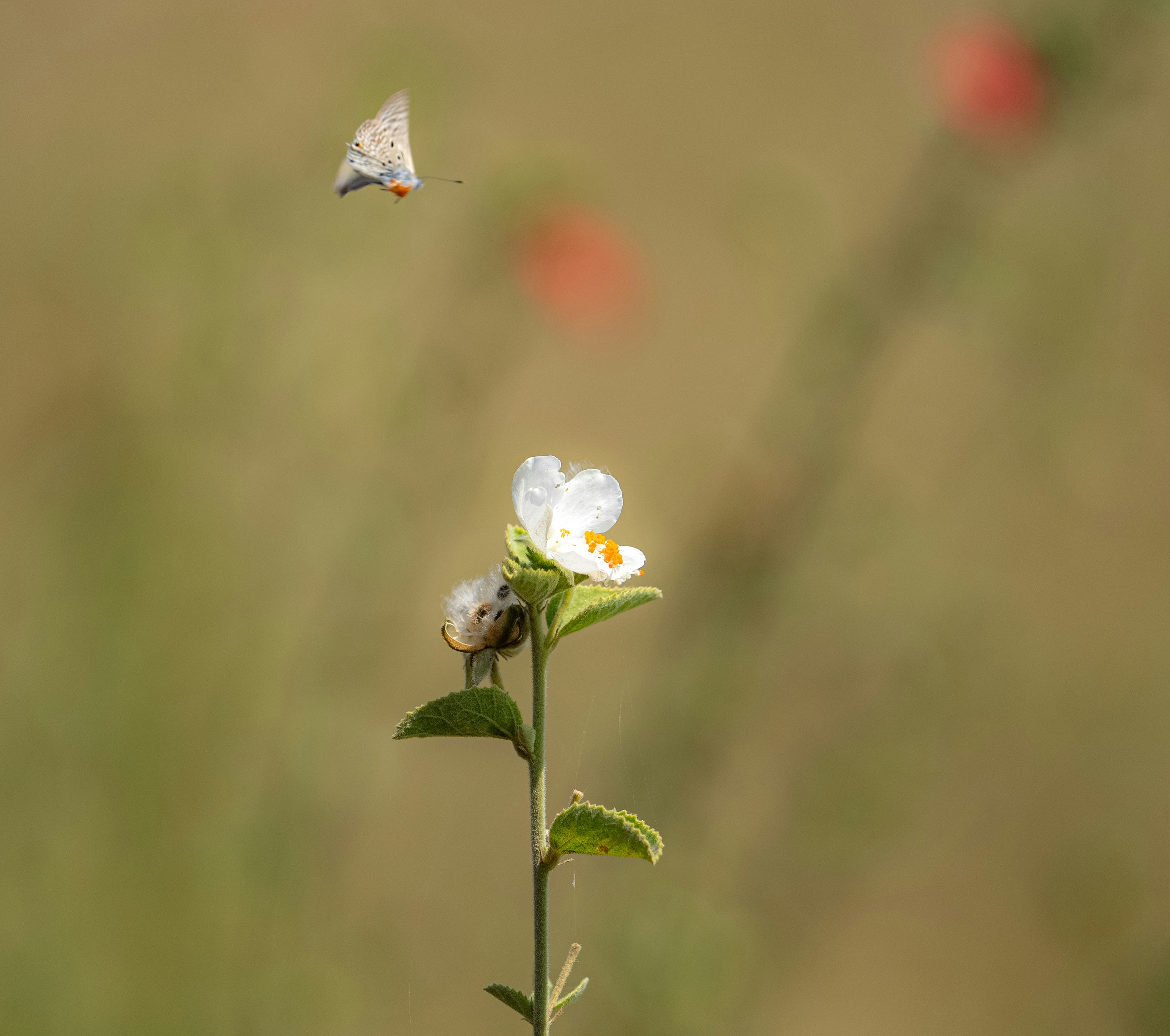 A small white flower with a butterfly flying over it photo – Free ...