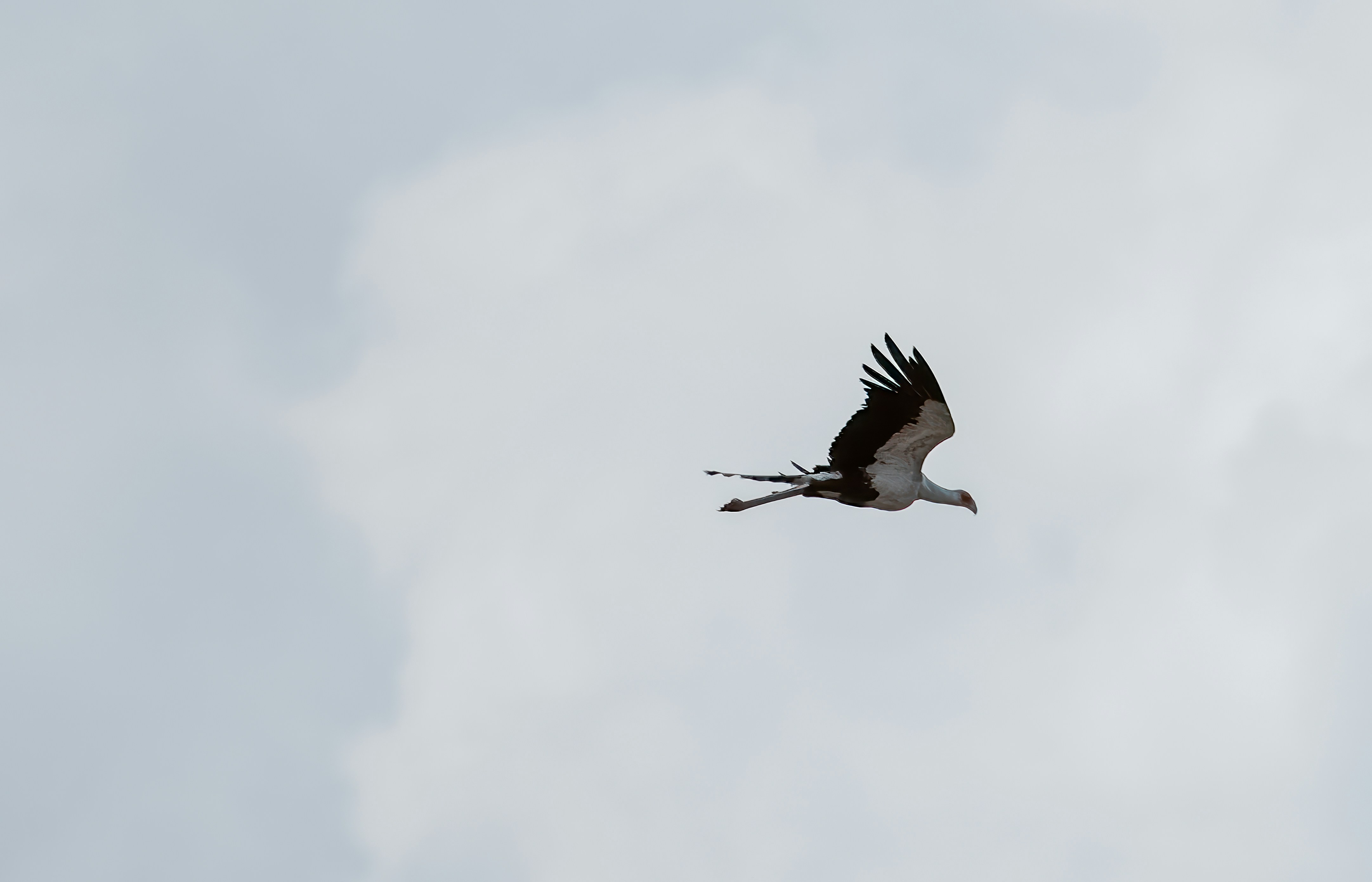 A bird soaring through a cloudy sky, wings fully extended, showcasing its elegance in flight.