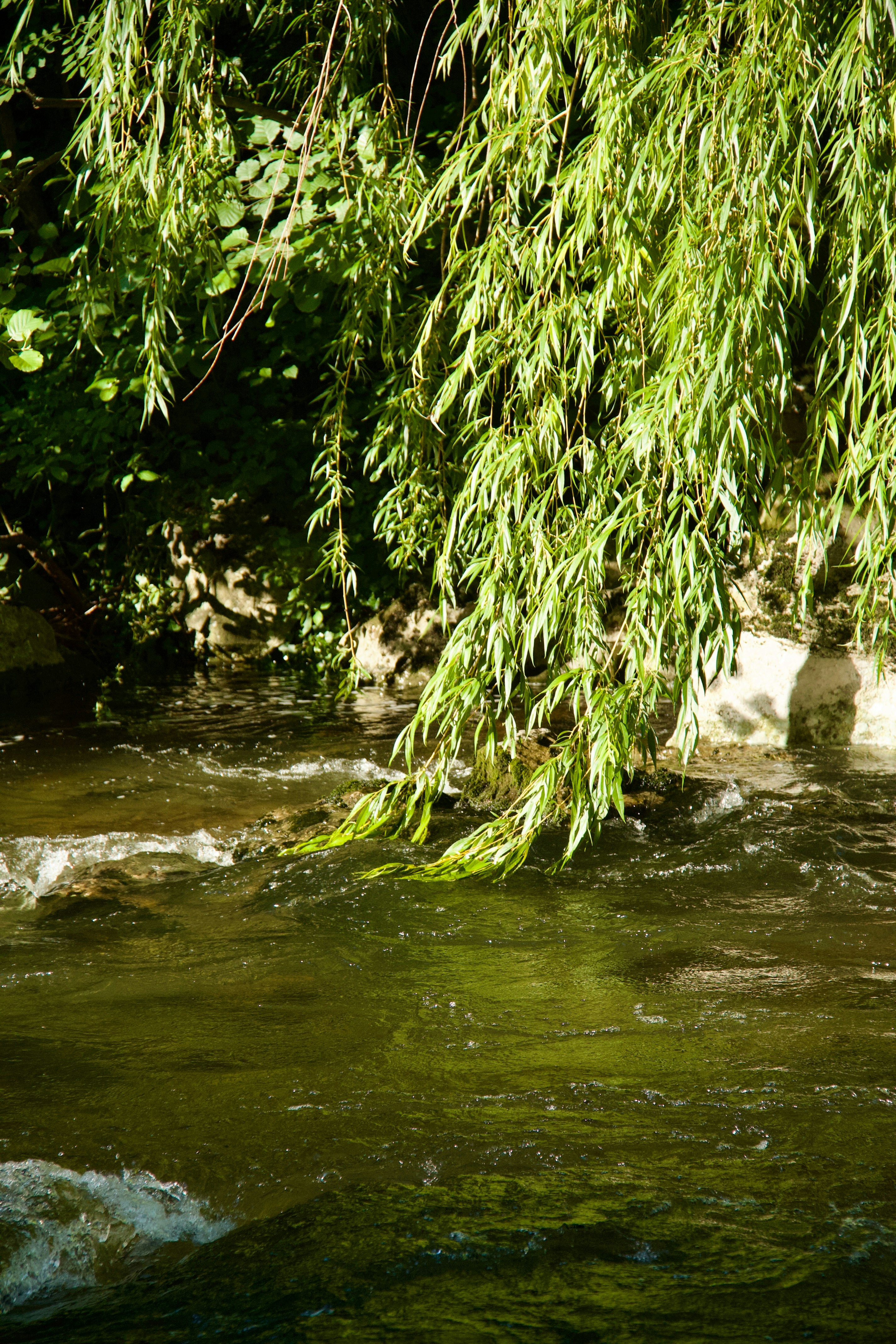 Weeping Willow Fringes Framing a Quiet River