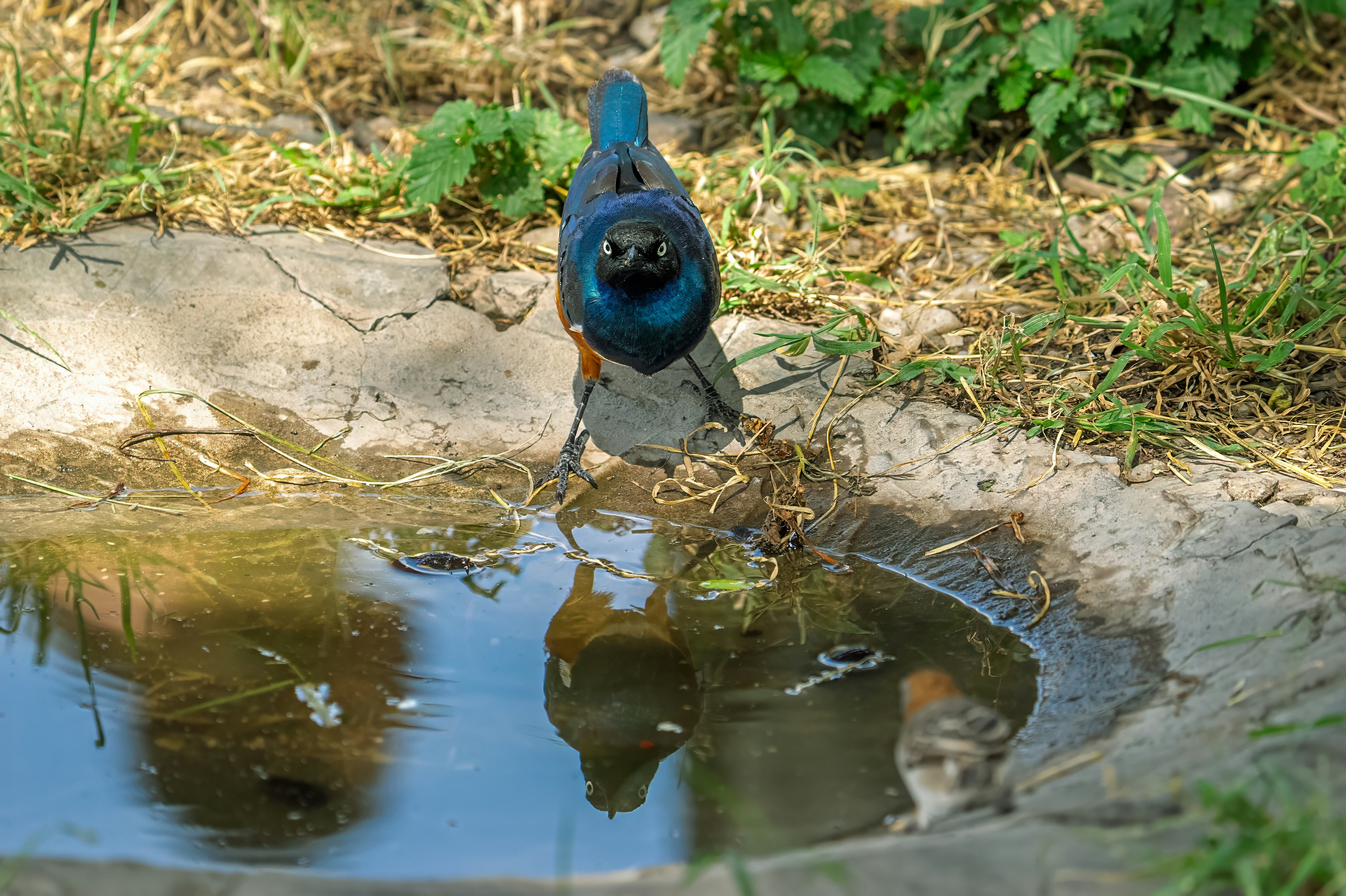 Blue-Backed Bird Pauses at a Puddle’s Edge, Reflections in Quiet Water