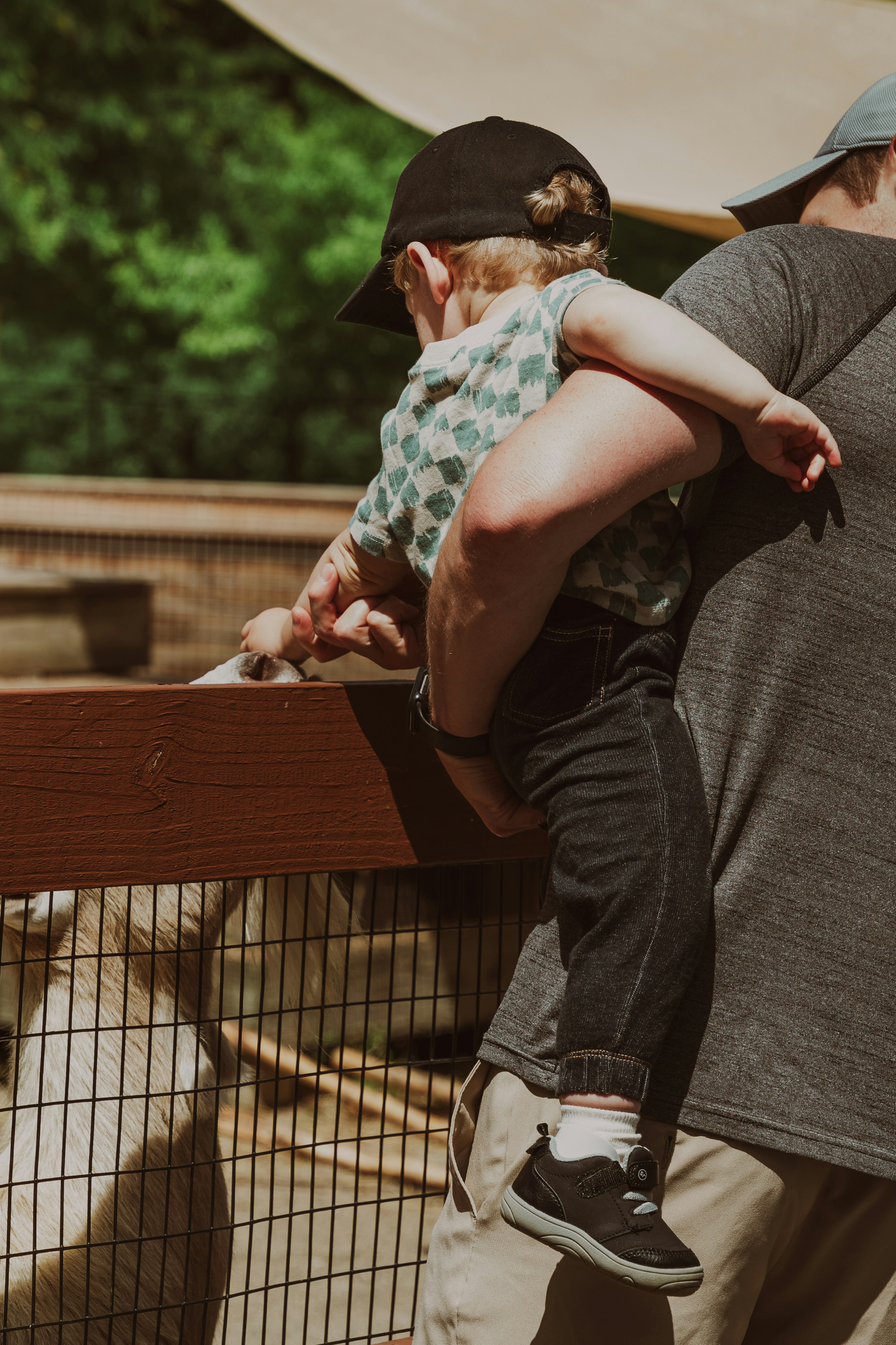 Fence-side Gaze: A Dad and Toddler Share a Moment at the Farm