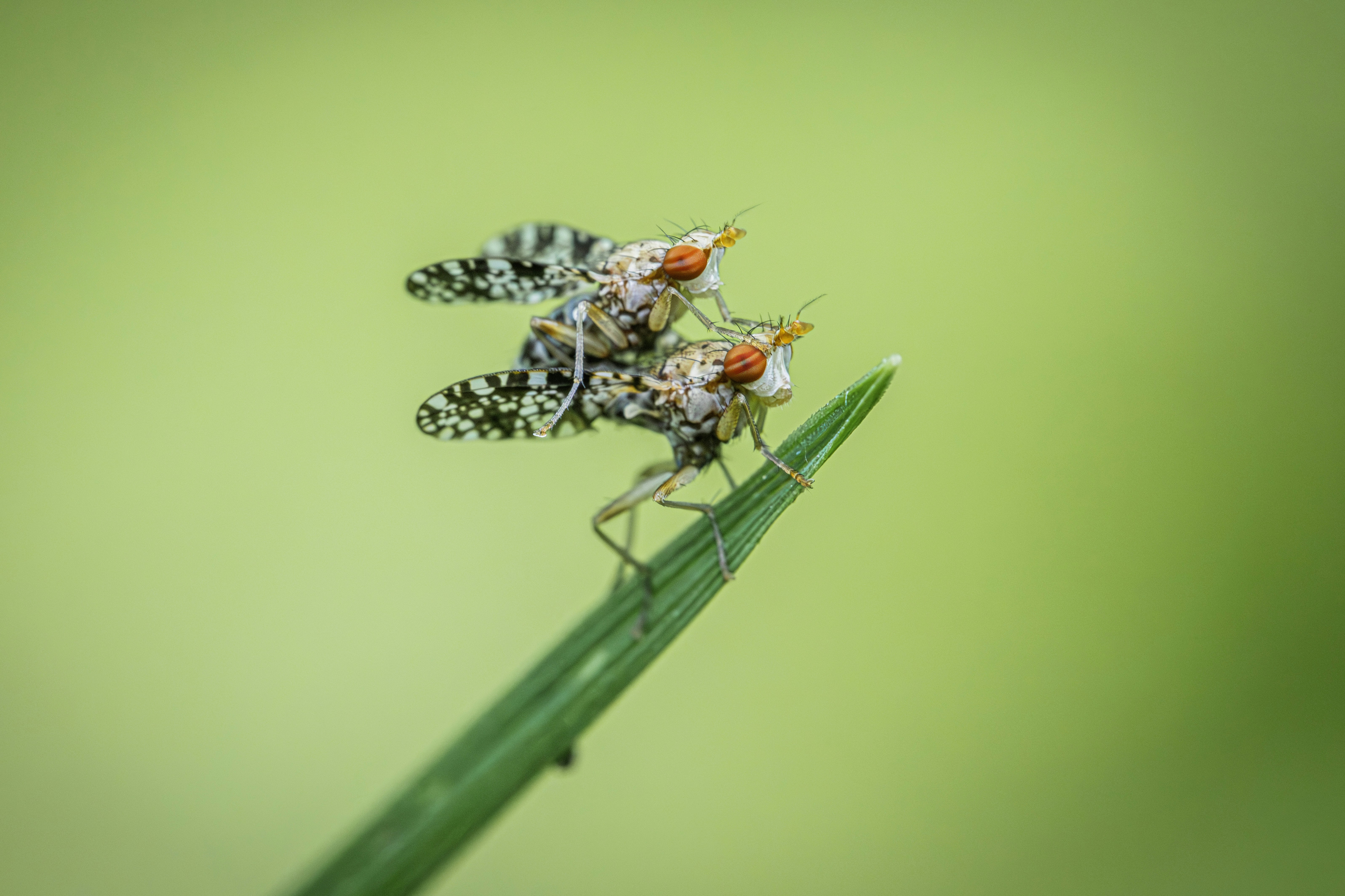 Duet on a Blade: Two Spotted Hoverflies Rest on a Grass Needle