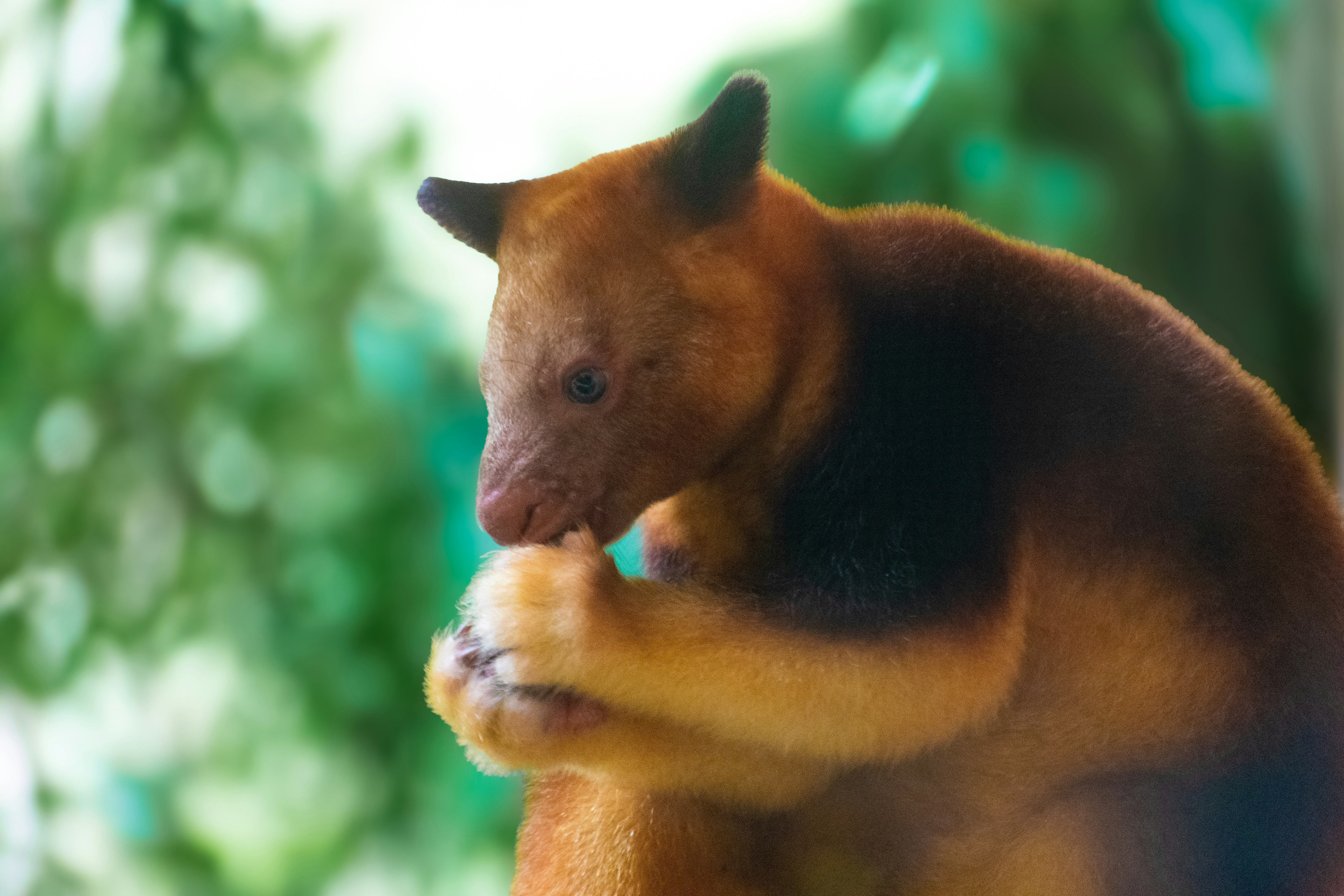 A Gentle Moment: A Brown-Kissed Creature Nibbles at Its Own paws